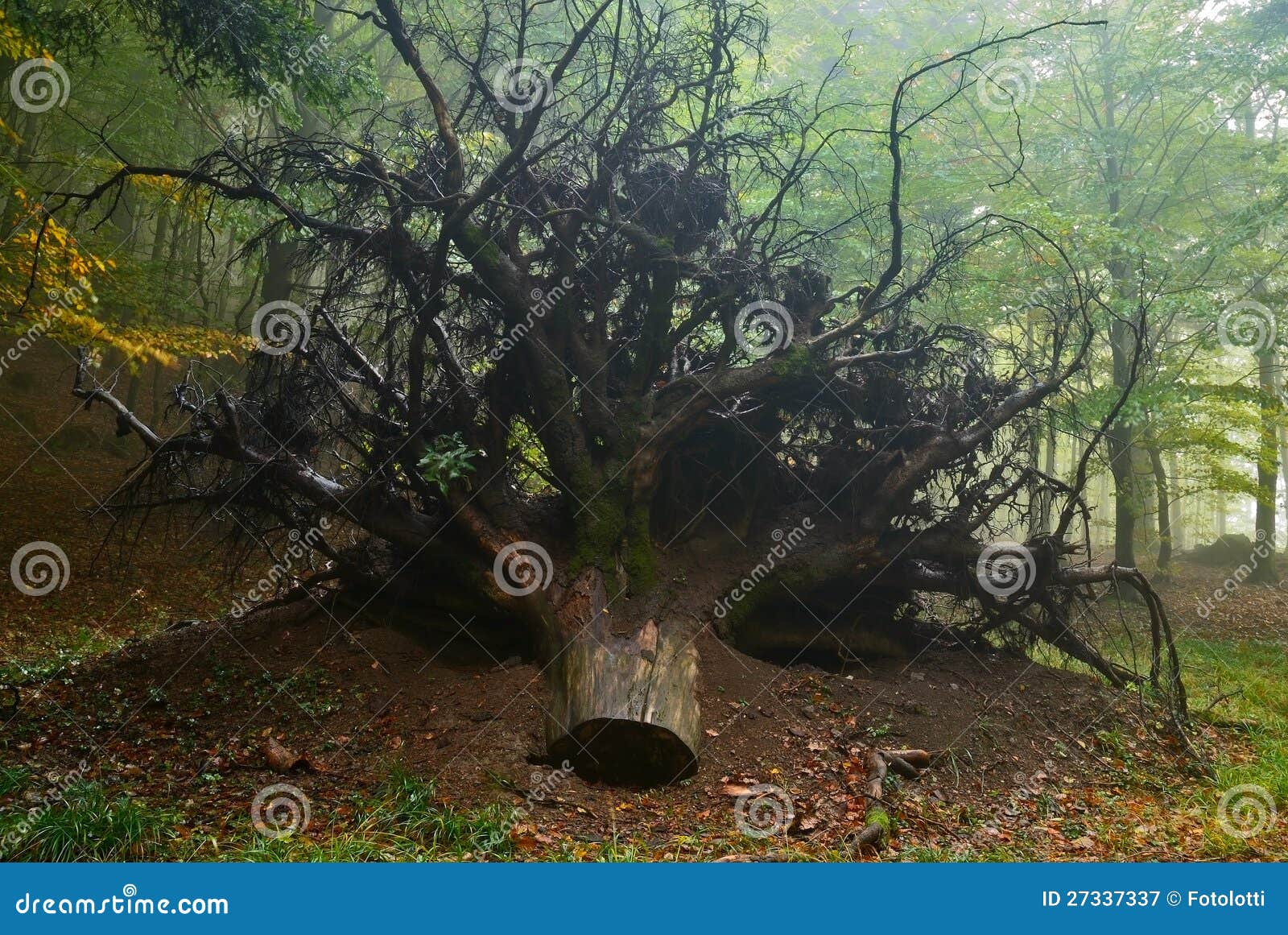 Tree stump with roots stock image. Image of outdoors - 27337337