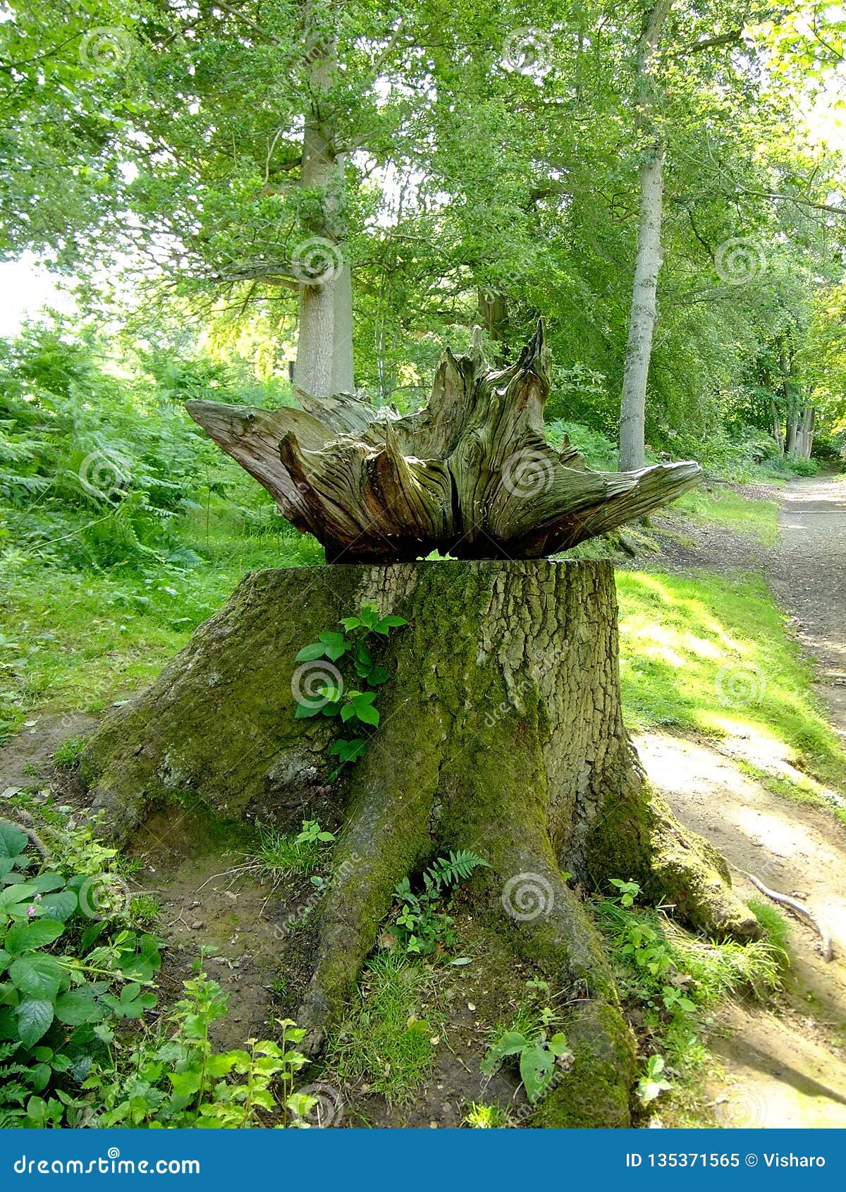 Tree Stumps stock image. Image of countryside, ground - 135371565