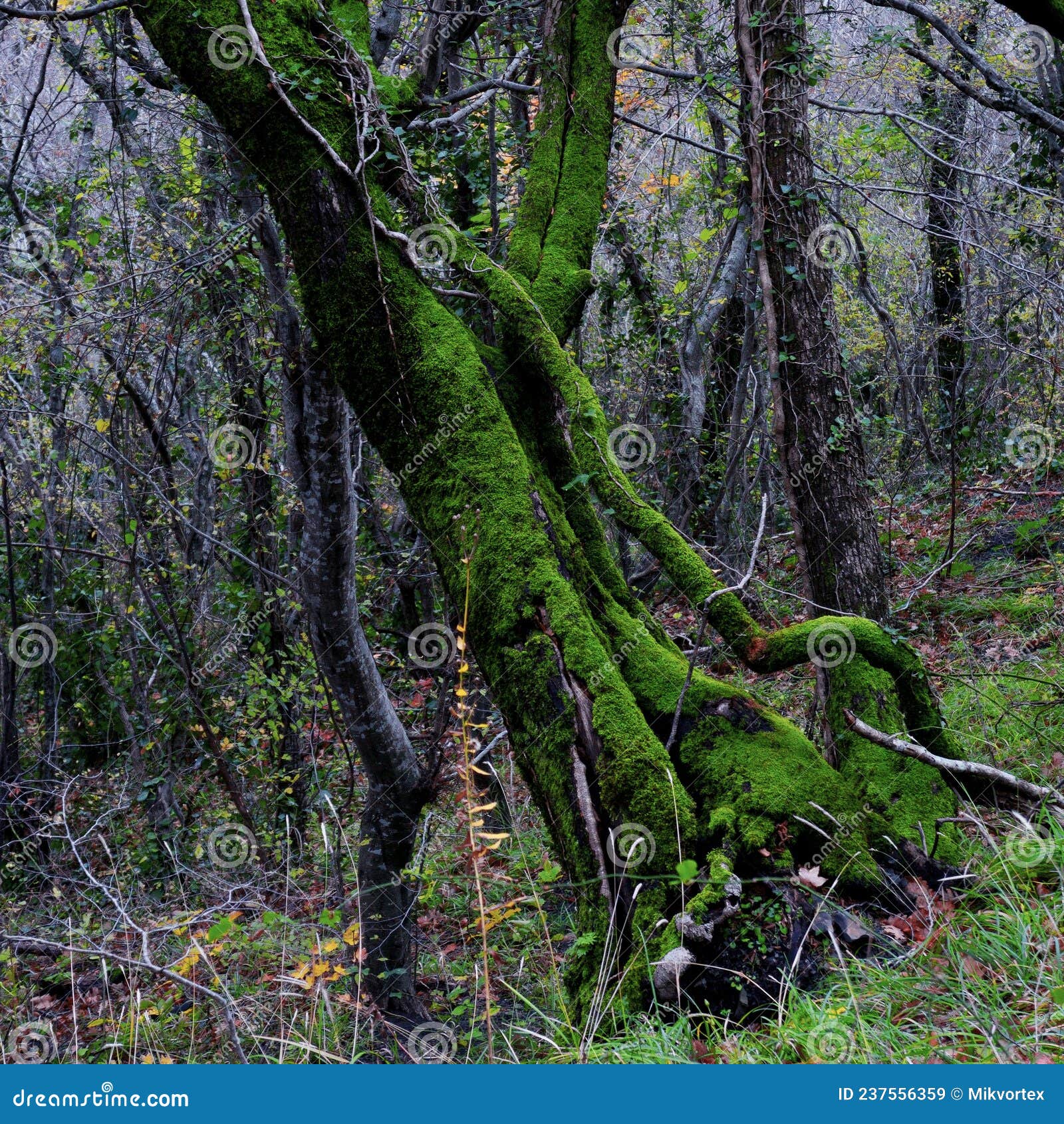 Tree Stump with Roots Resting in Forest Stock Image - Image of root ...