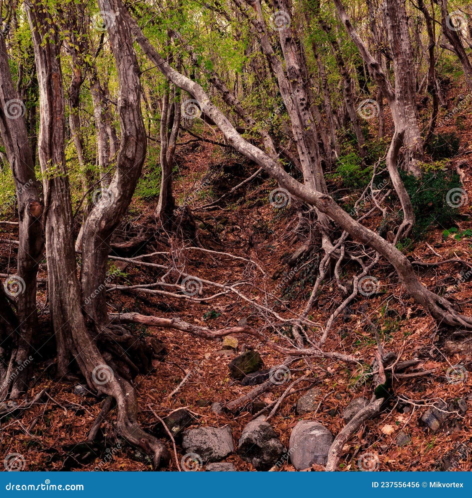 Tree Stump with Roots Resting in Forest Stock Photo - Image of ...