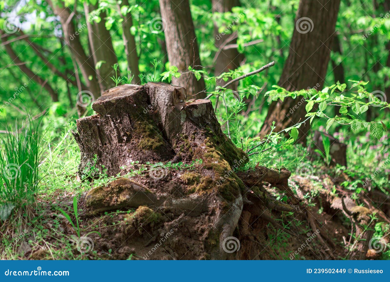 Tree stump with roots stock image. Image of roots, mossy - 239502449