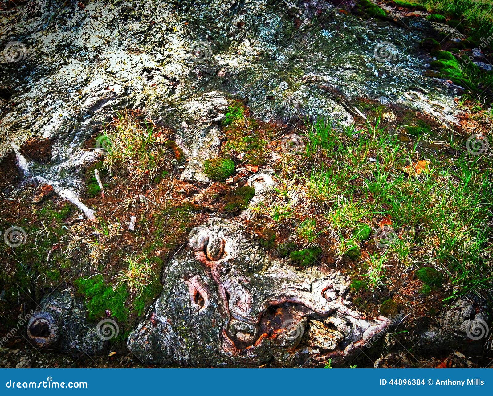 Tree stump stock photo. Image of ground, detailed, stump - 44896384