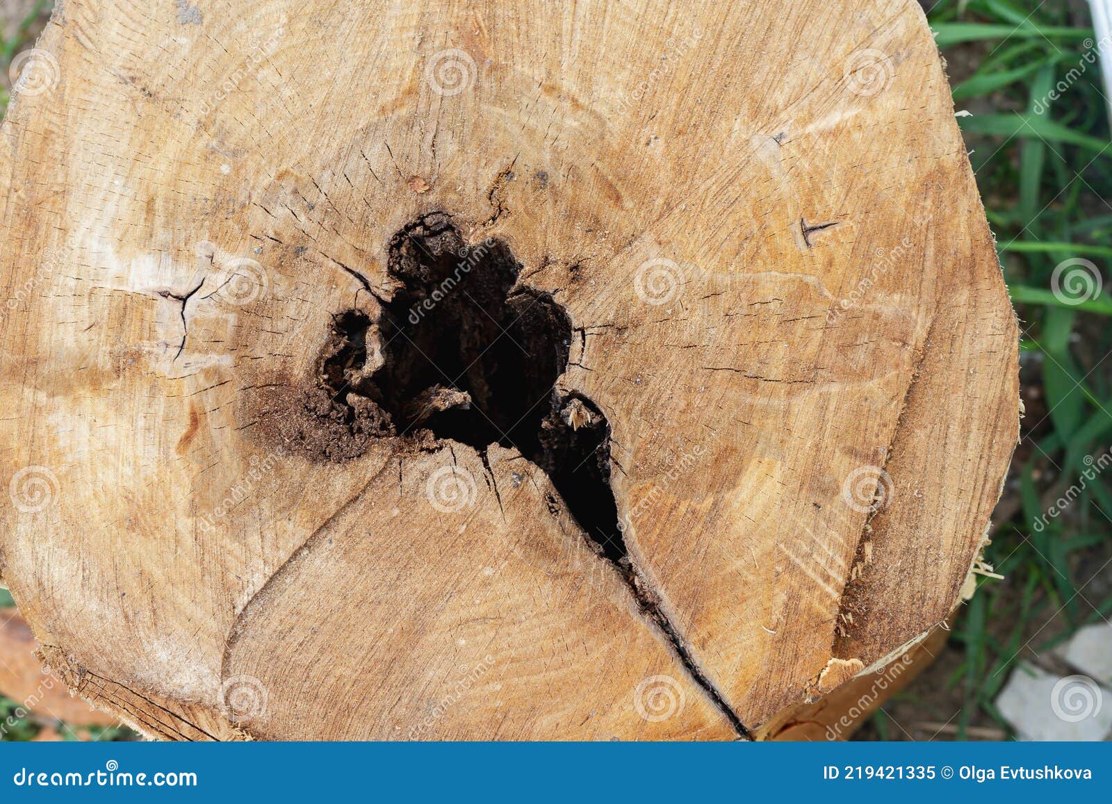 A Tree Stump with a Rotten Core in a Diseased Tree Stock Image - Image ...