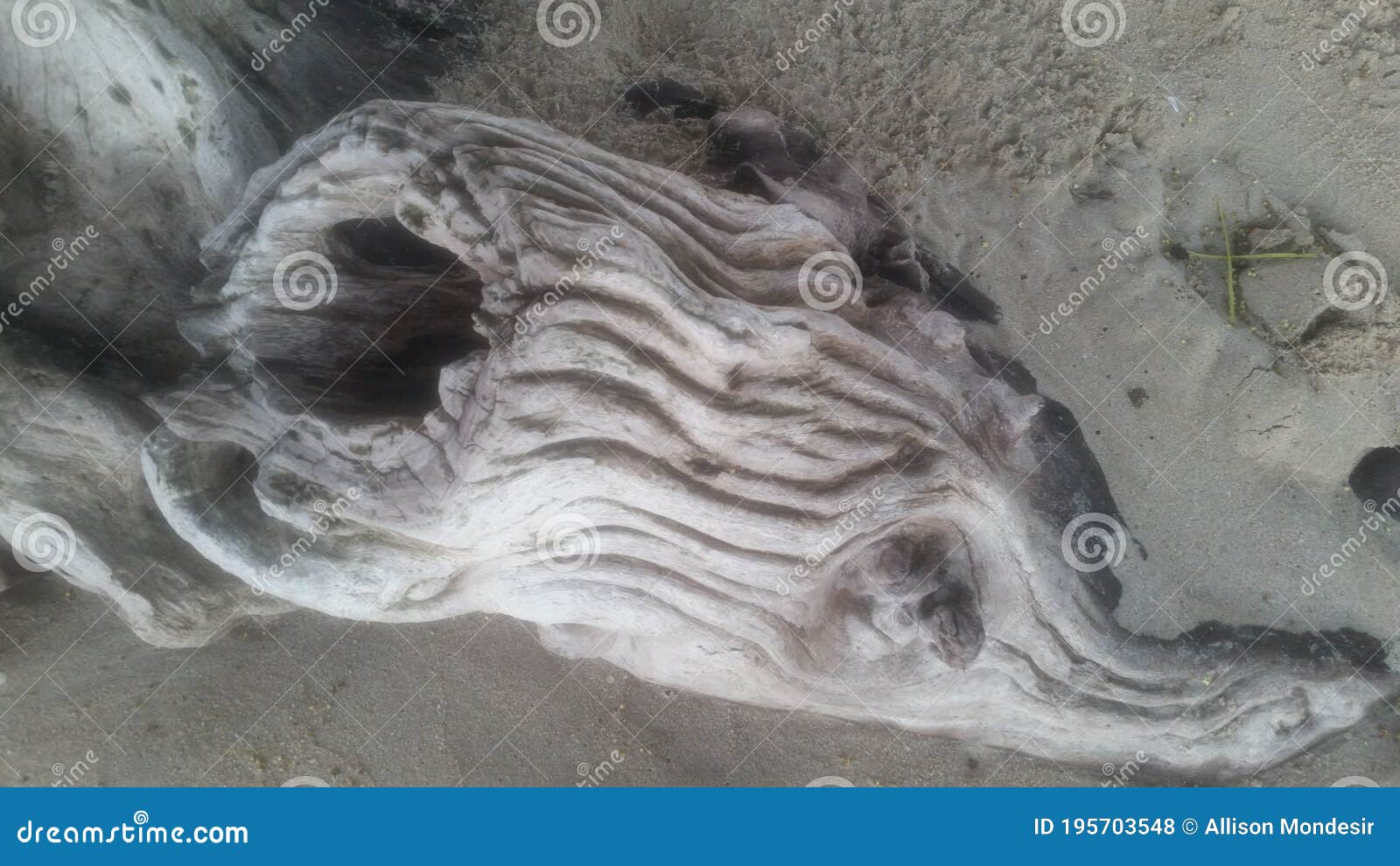 Tree stump in sand stock photo. Image of wood, stump - 195703548