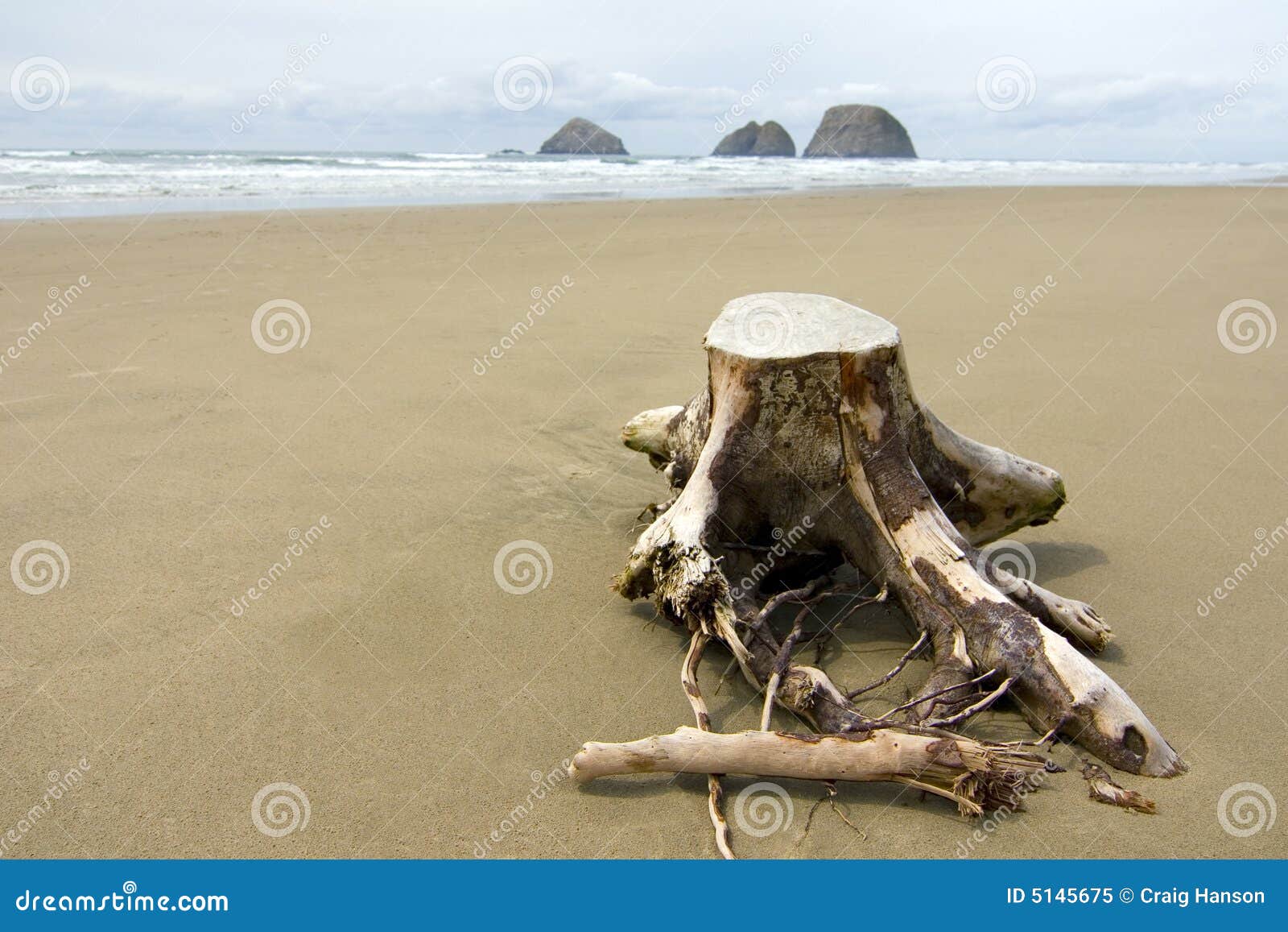 Tree Stump in the Sand stock image. Image of coast, oregon - 5145675