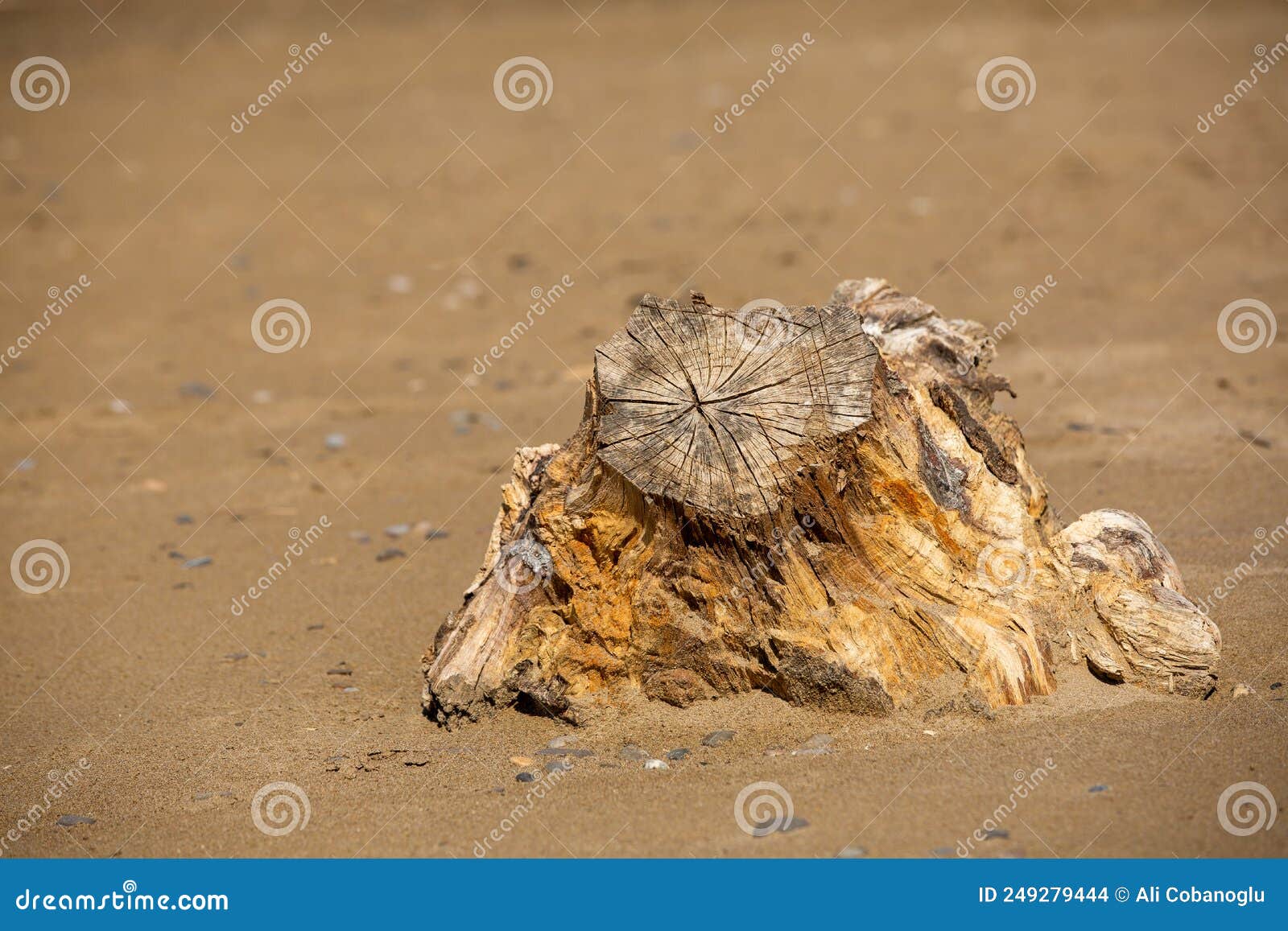 Tree Stump Sand on the Beach, Cut Tree Stock Photo - Image of ancient ...
