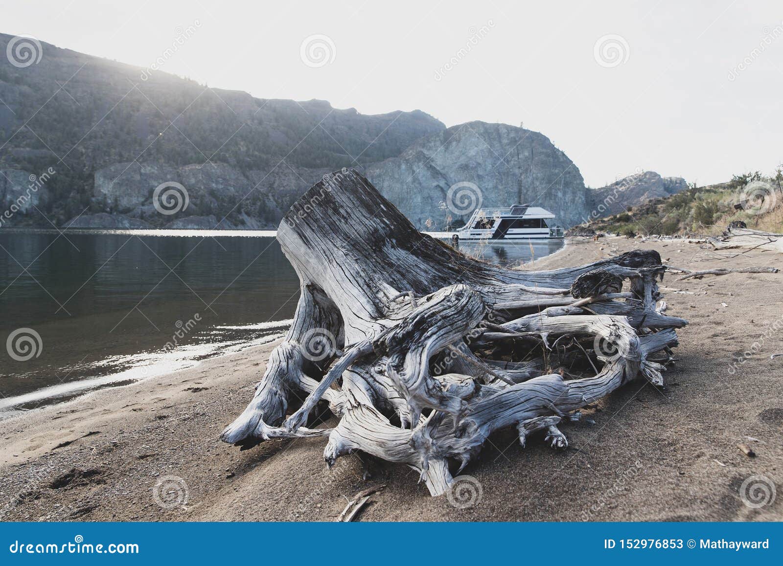 A Tree Stump on a Sandy Lake Beach Stock Image - Image of sand, beach ...