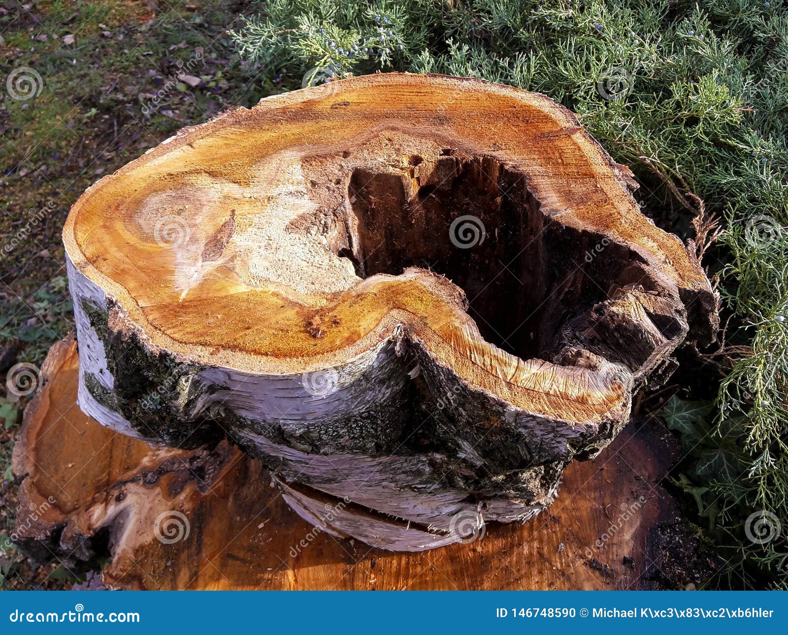 Tree Stump Sawn Off Forest Hole Blank Stock Photo - Image of exposed ...