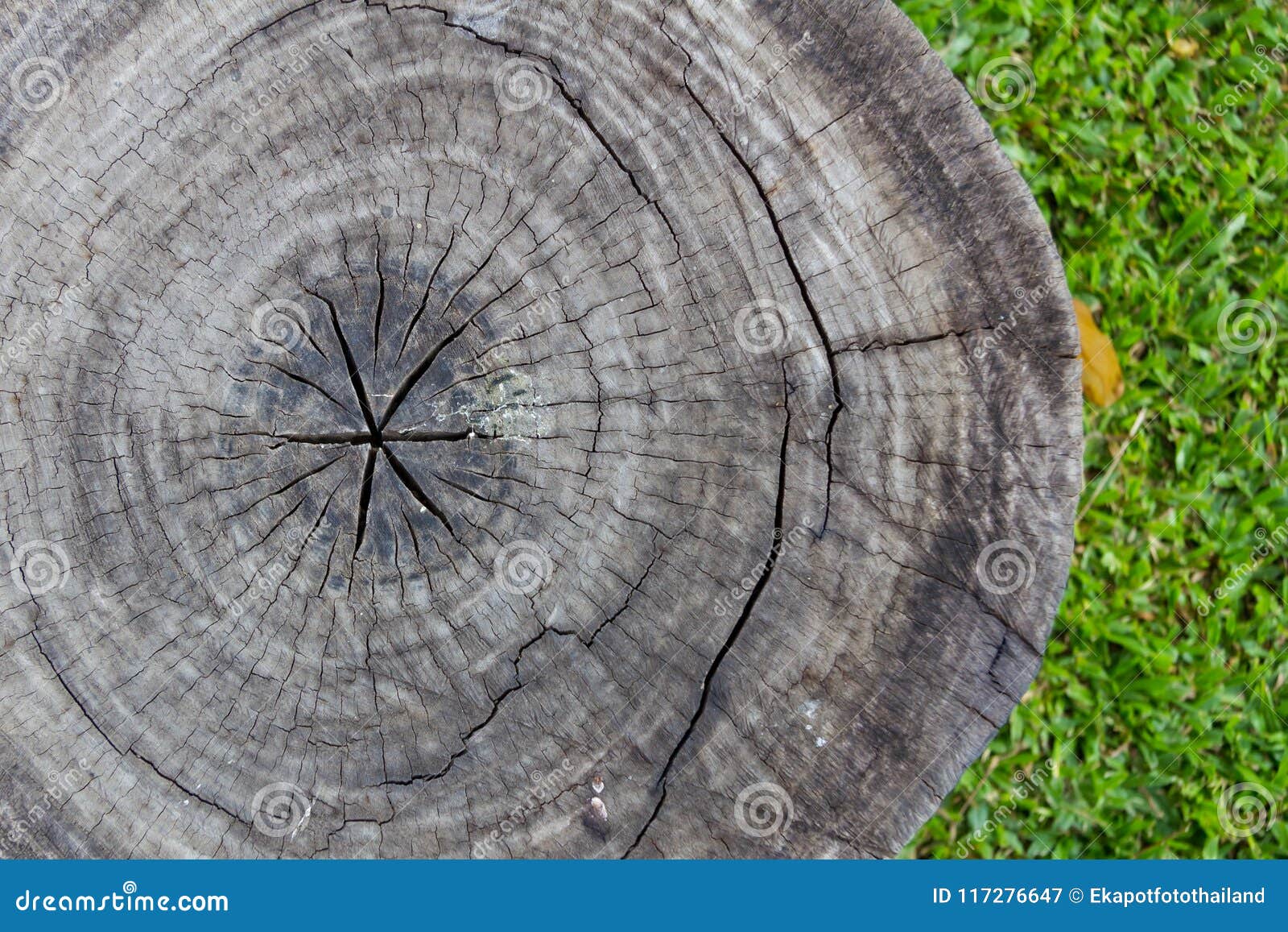 Tree stump section texture stock image. Image of tree - 117276647
