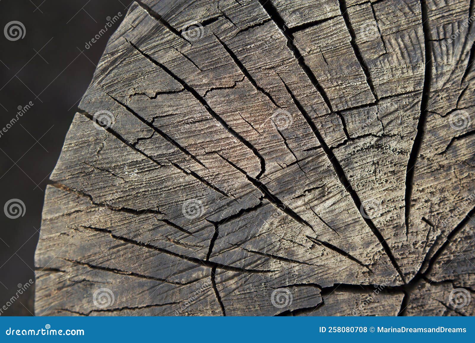Tree Stump Section Textured Backdrop Stock Photo - Image of circle ...
