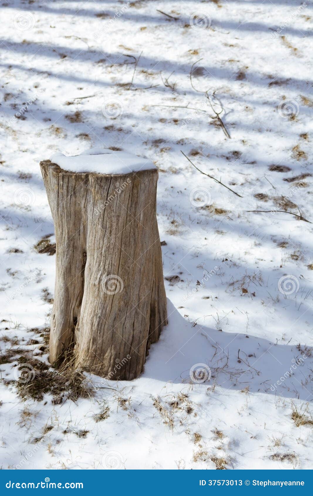 Tree stump in Snow stock image. Image of decay, frozen - 37573013