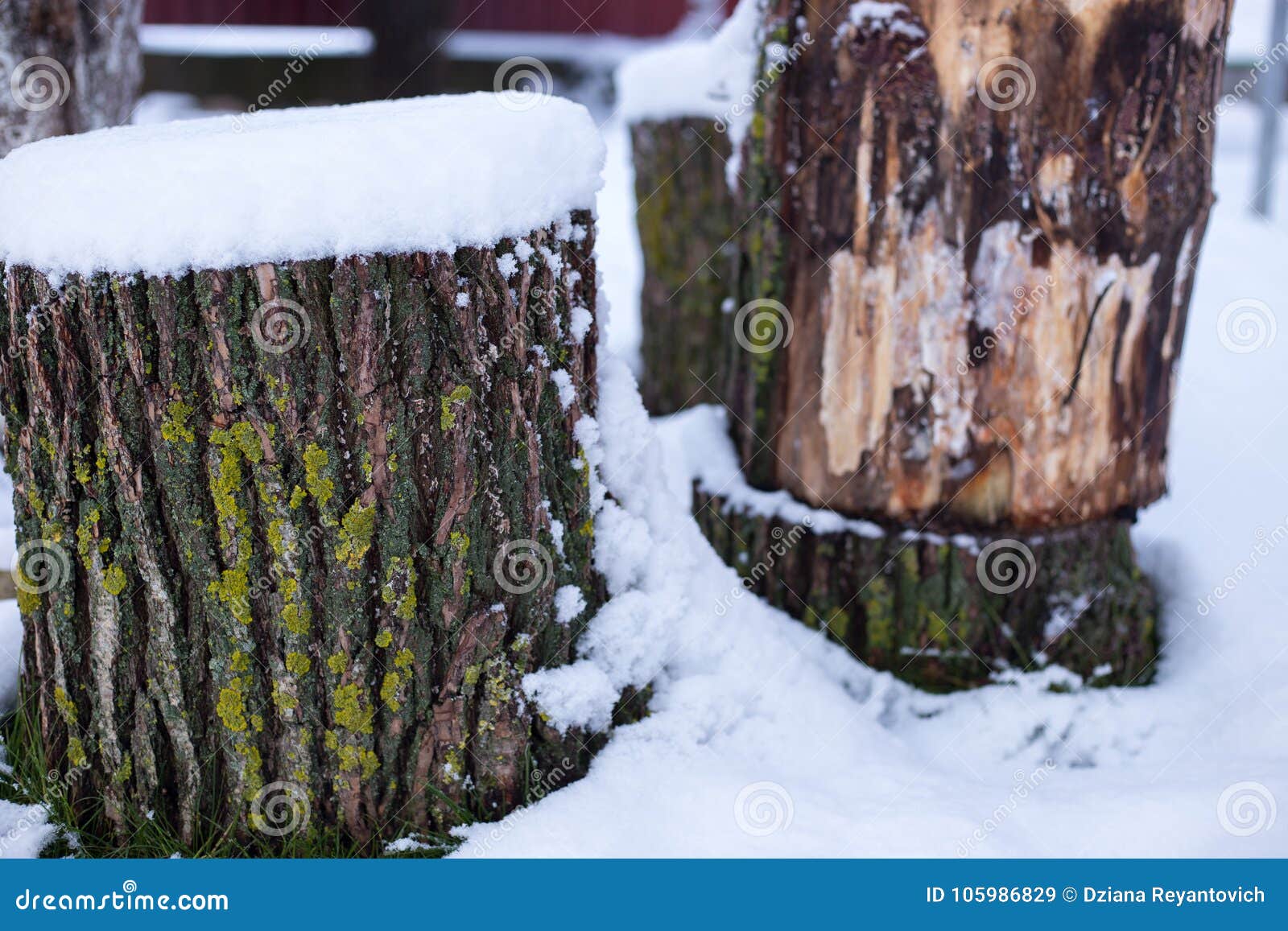 Tree Stump with Snow and Grass Stock Image - Image of bark, macro ...