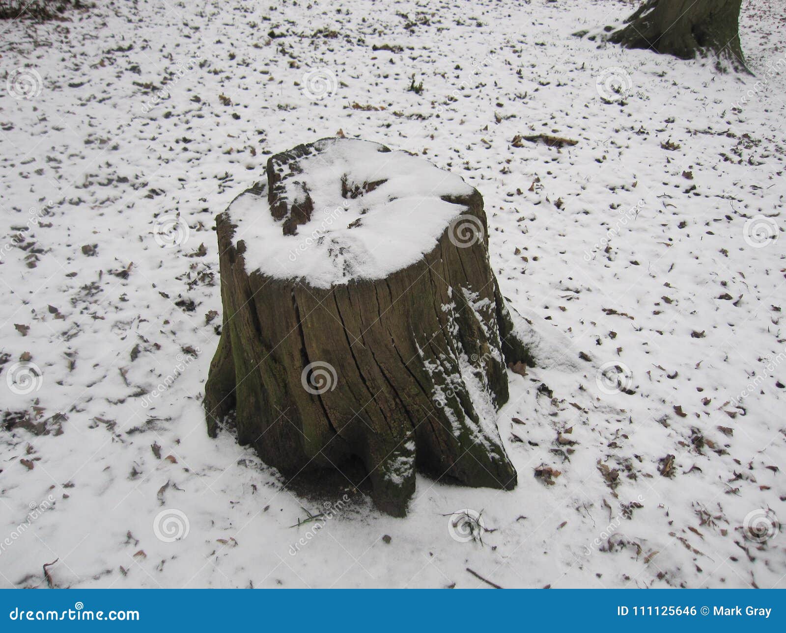 A Tree Stump in Winter stock photo. Image of stump, winter - 111125646