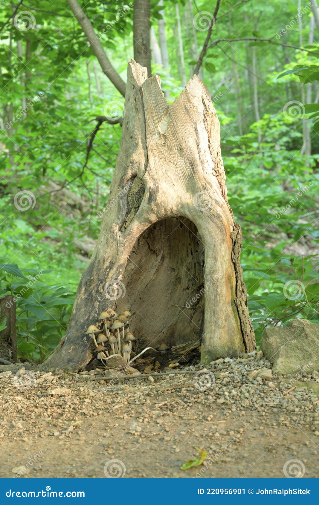 Tree Stump with Some Mushrooms Stock Image - Image of forest, stump ...