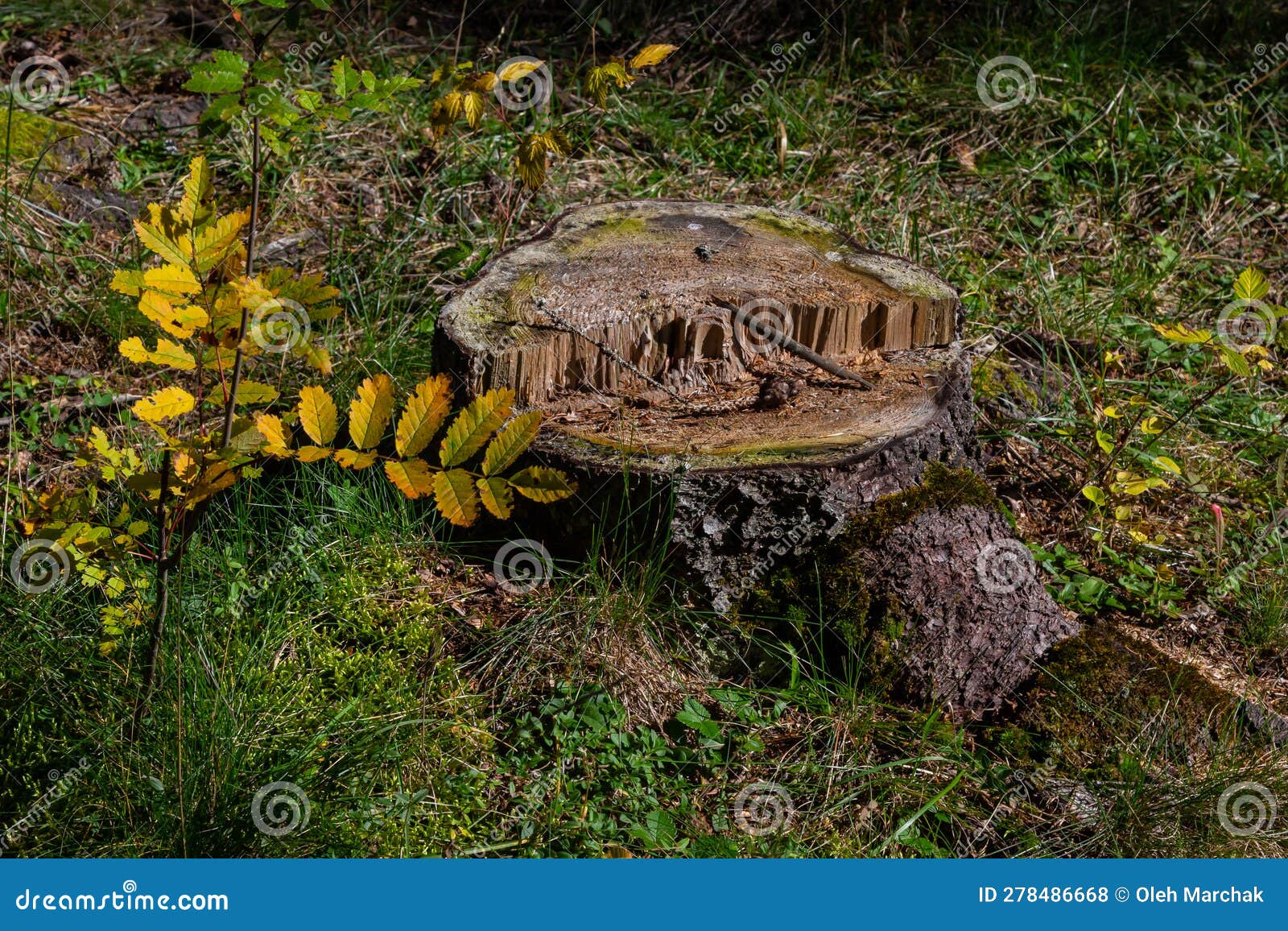 A Tree Stump in a Spring Forest, Ecological Problems Associated with ...