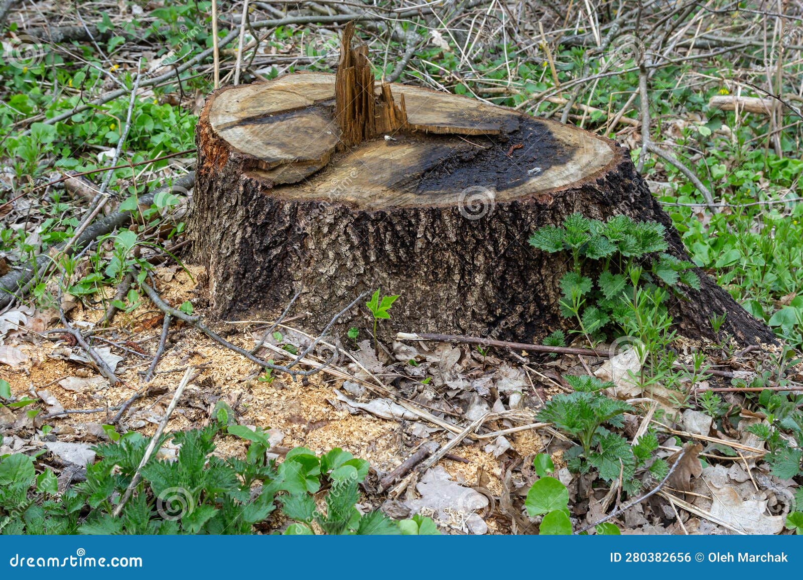 A Tree Stump in a Spring Forest, Ecological Problems Associated with ...
