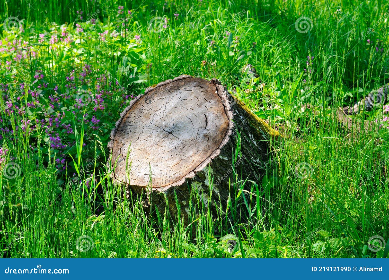 Tree Stump in the Spring Forest on a Green Blooming Meadow Stock Photo ...