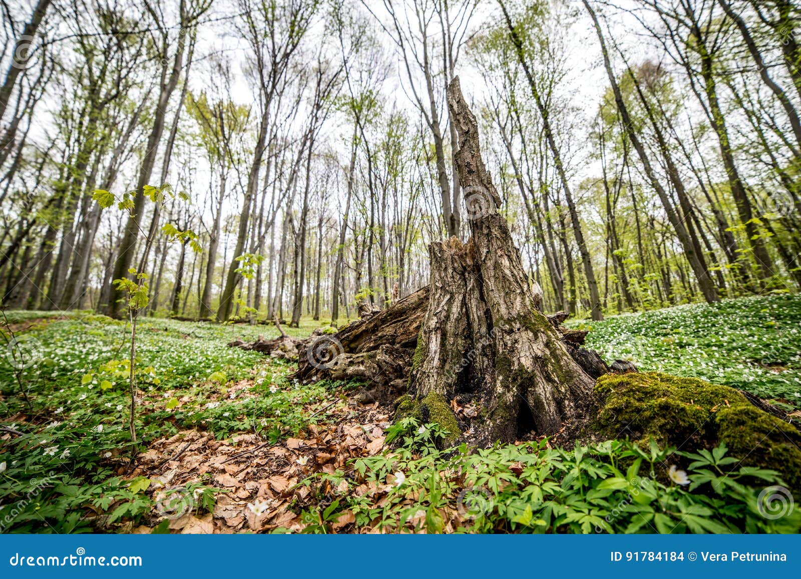 Tree stump in spring wood stock photo. Image of desk - 91784184