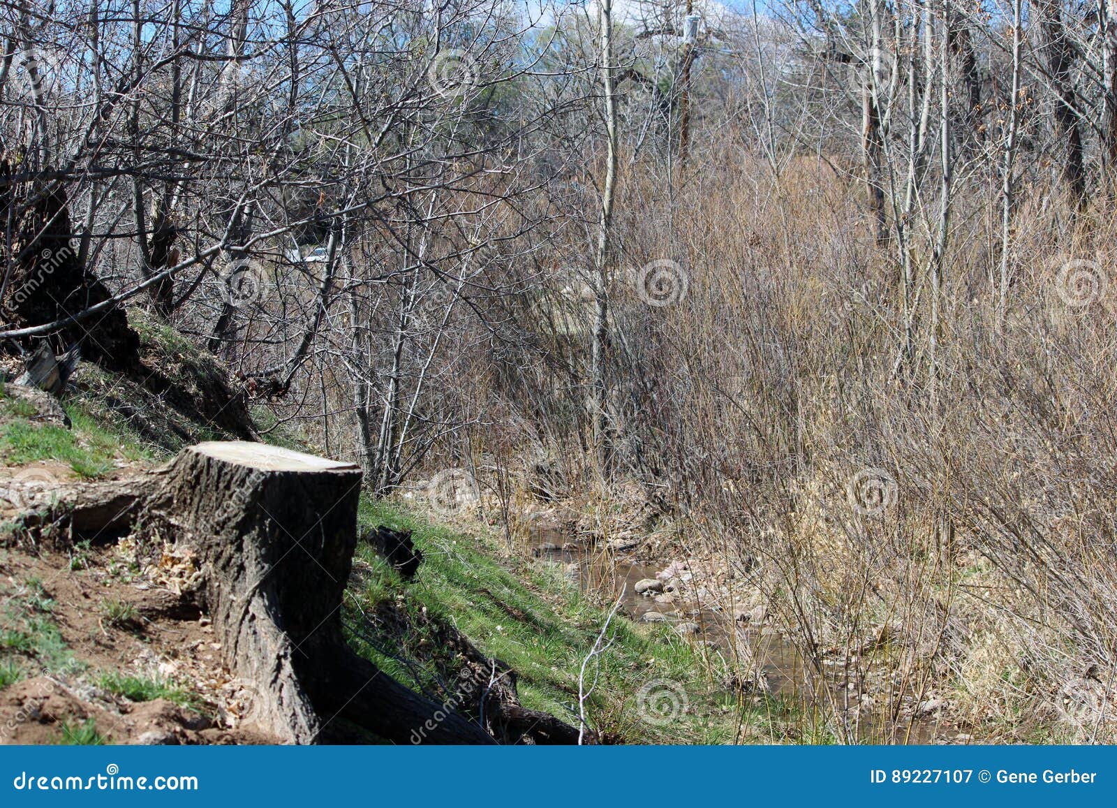 Tree Stump and Steep Incline To River Stock Image - Image of green ...