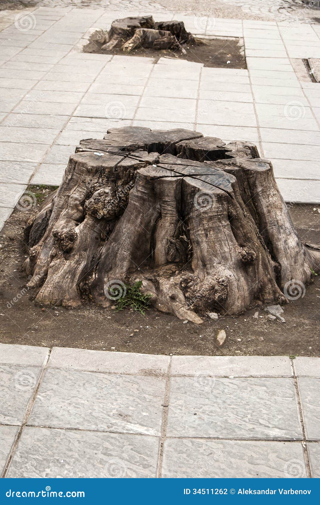 Tree Stump on Street Pavement Stock Photo - Image of concept, ecology ...