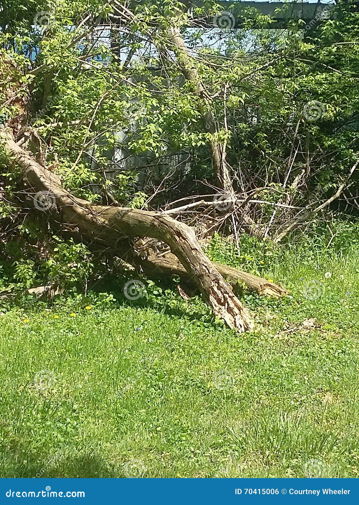 Tree stump stock photo. Image of country, stumb, tree - 70415006