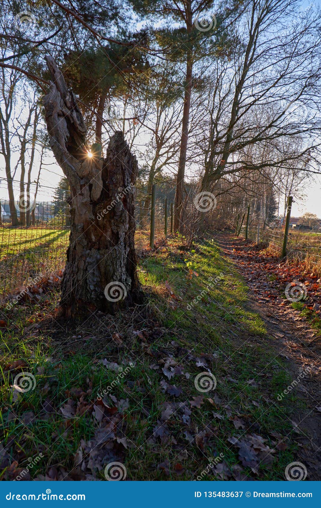 Tree stump at sunset stock image. Image of tree, grass - 135483637