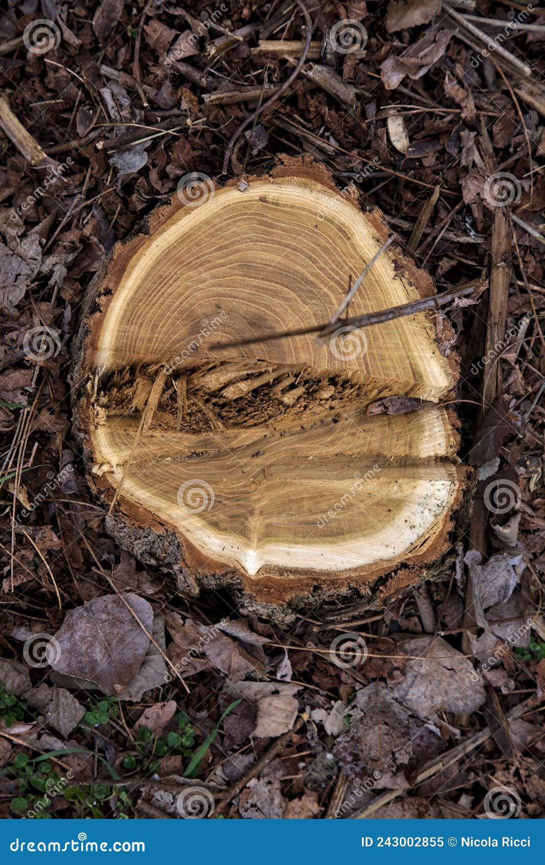 Tree Stump Surrounded by Wood Shavings Stock Image - Image of branch ...