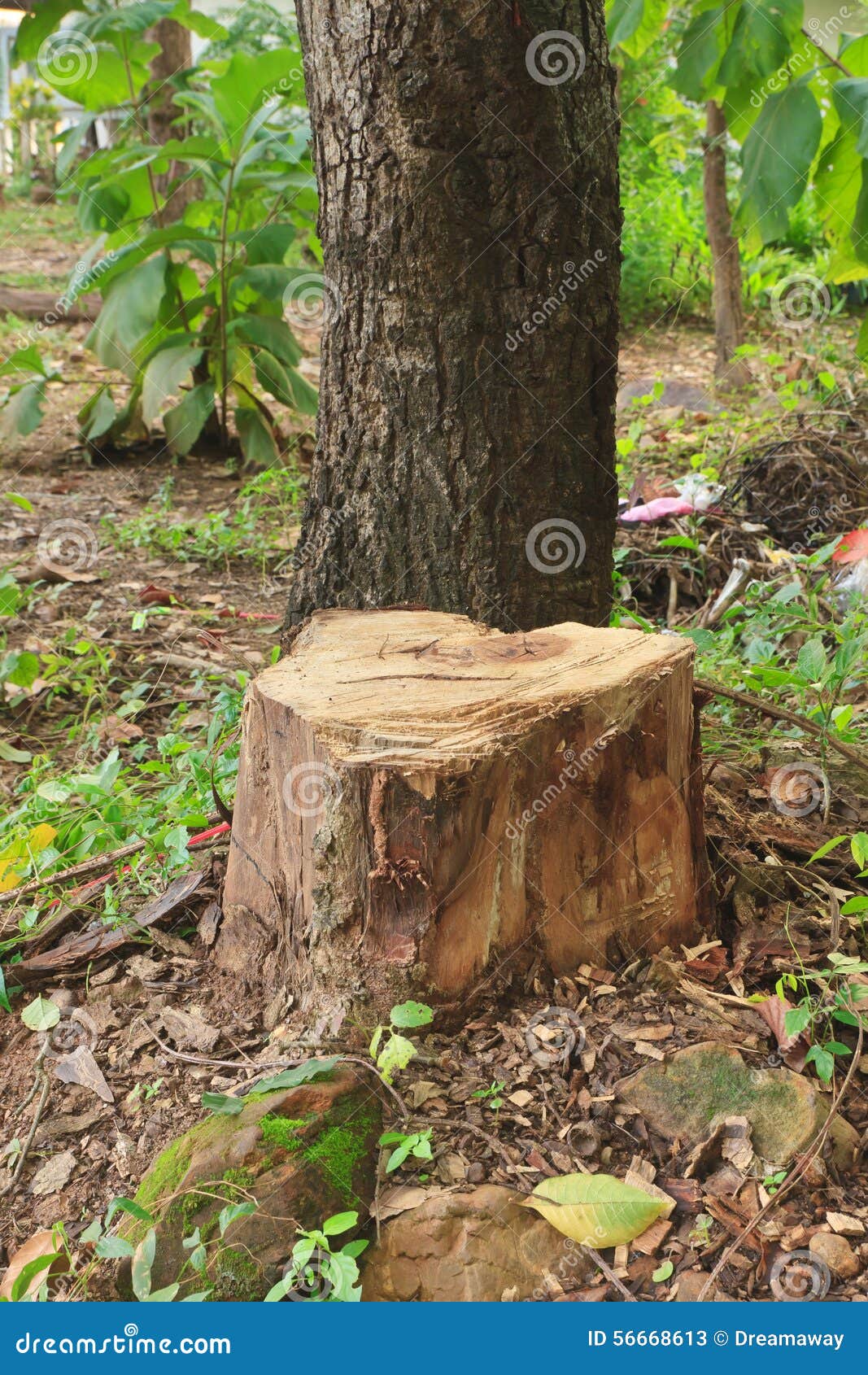 Tree stump of Teak. stock image. Image of wood, teak - 56668613