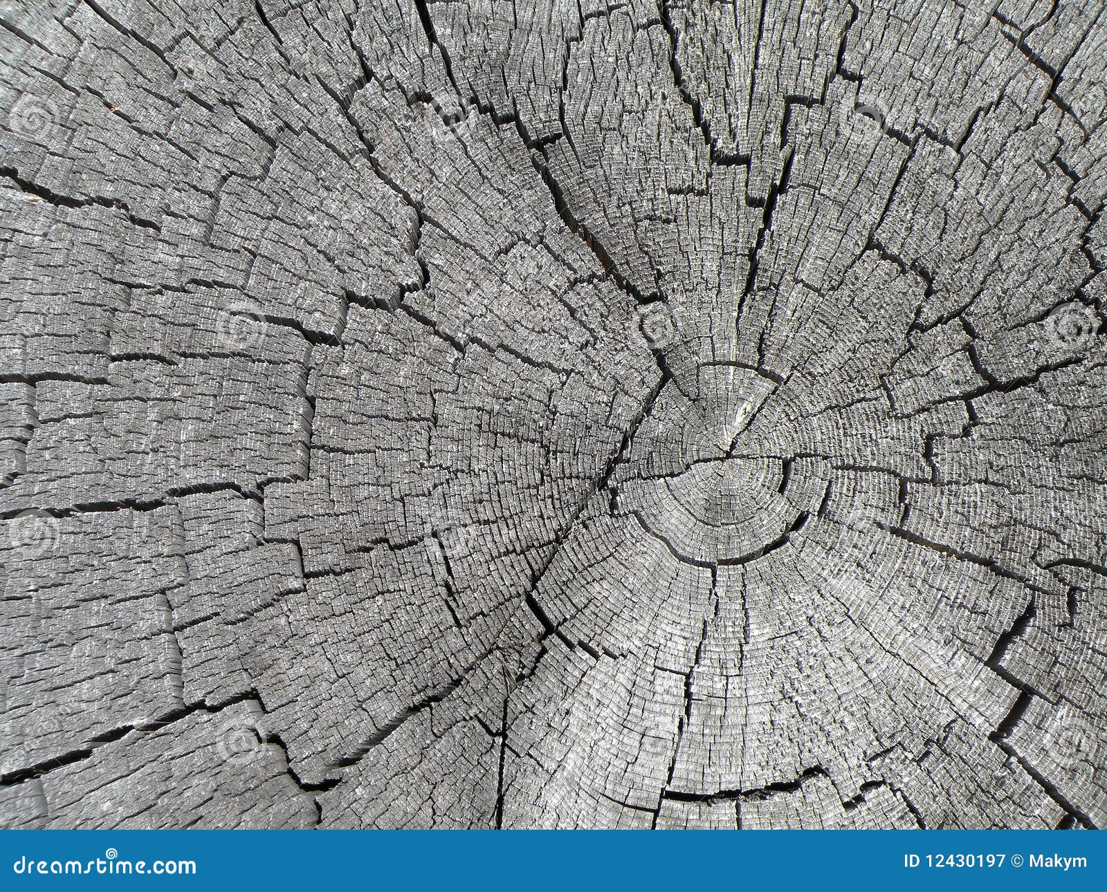 Tree Stump Texture stock image. Image of detail, line - 12430197