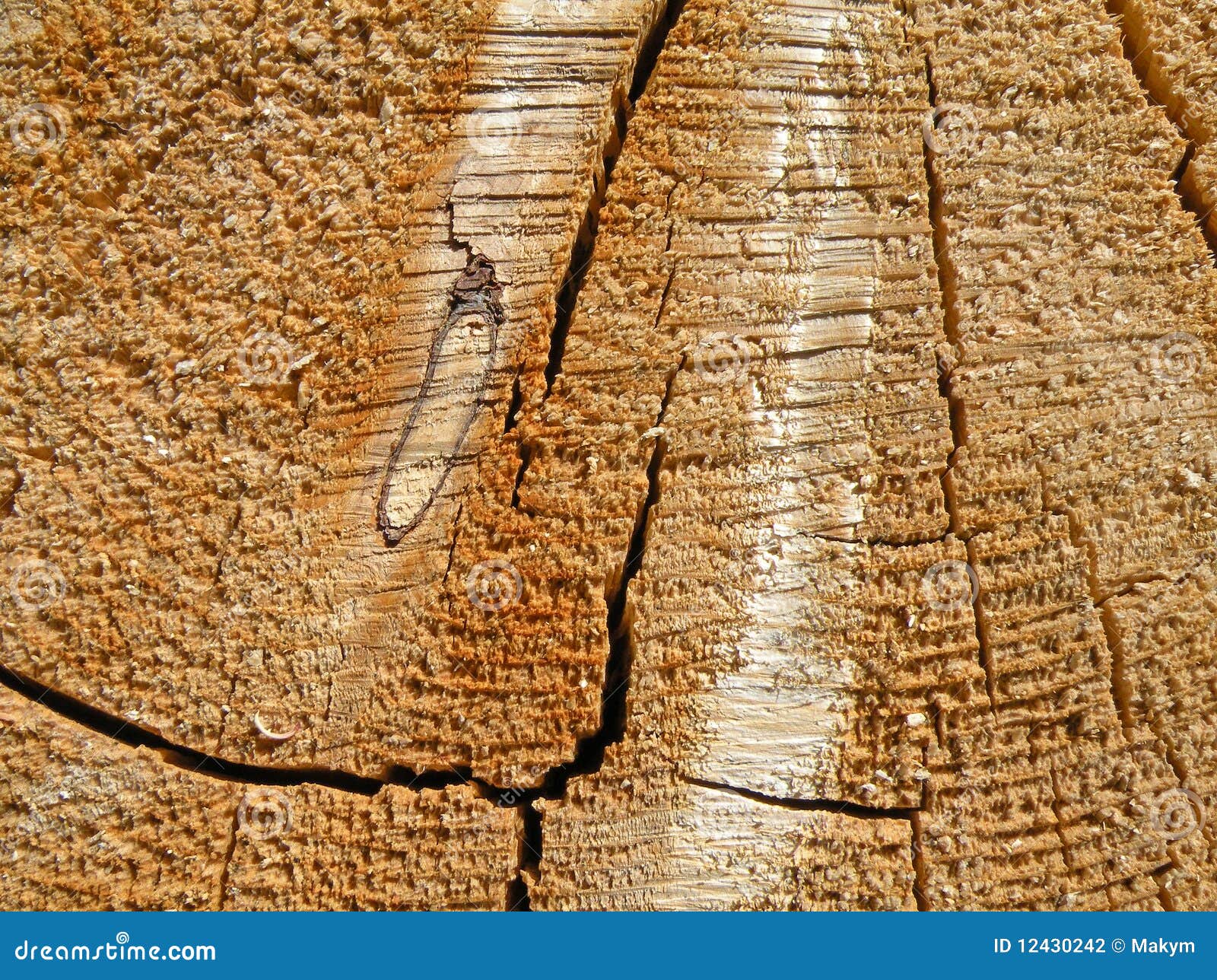 Tree stump texture stock photo. Image of curve, grain - 12430242