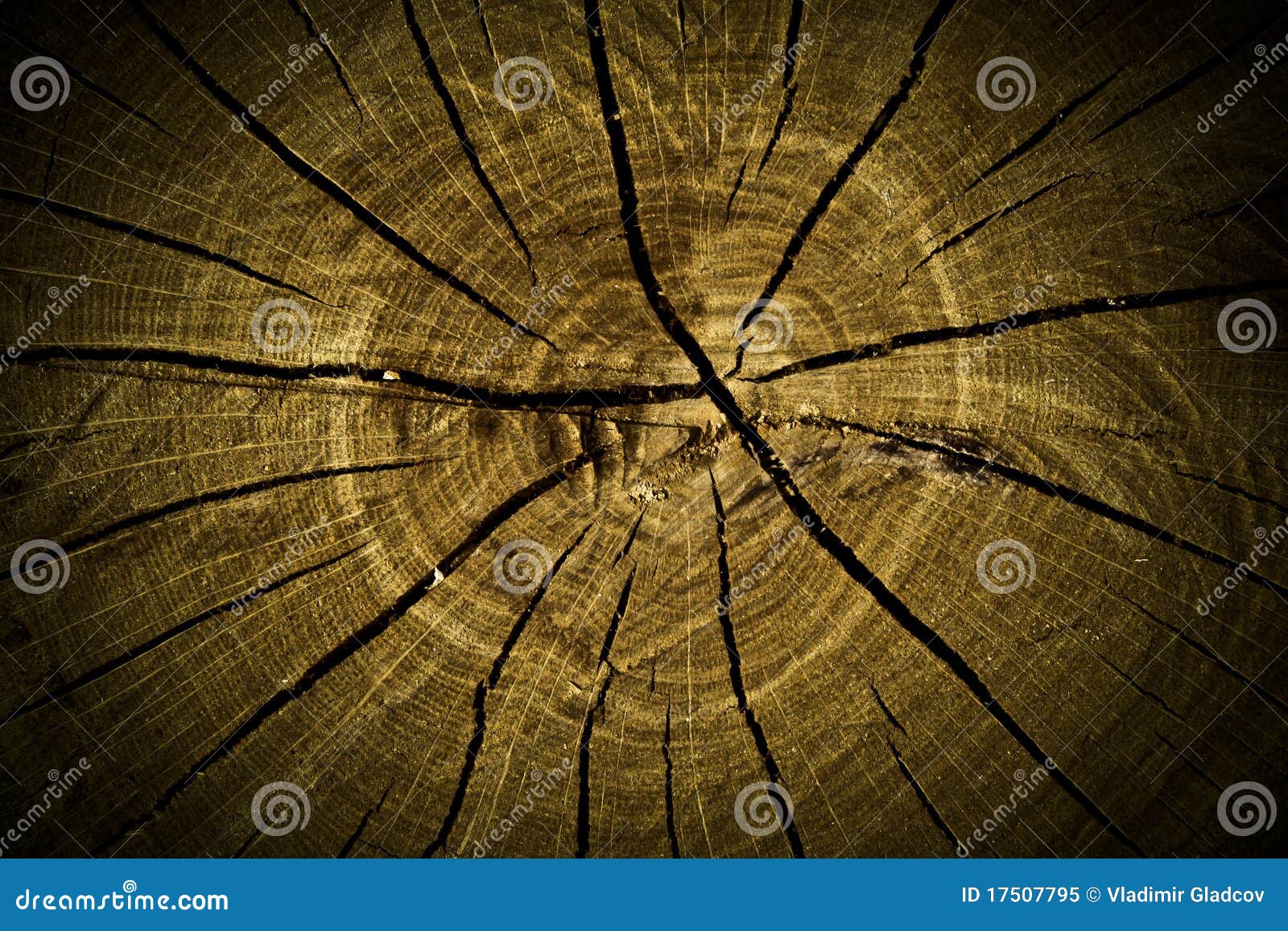Tree stump texture stock image. Image of structure, macro - 17507795