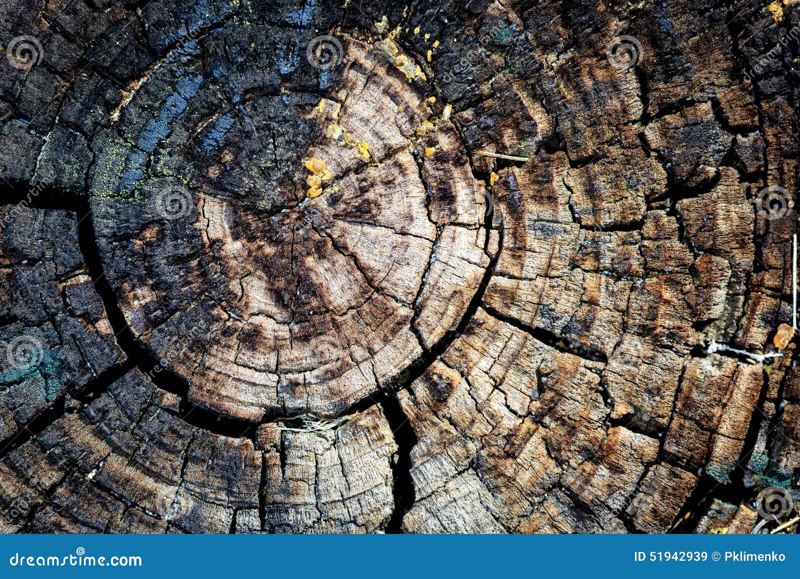 Tree Stump Texture Abstract Background Stock Image - Image of natural ...
