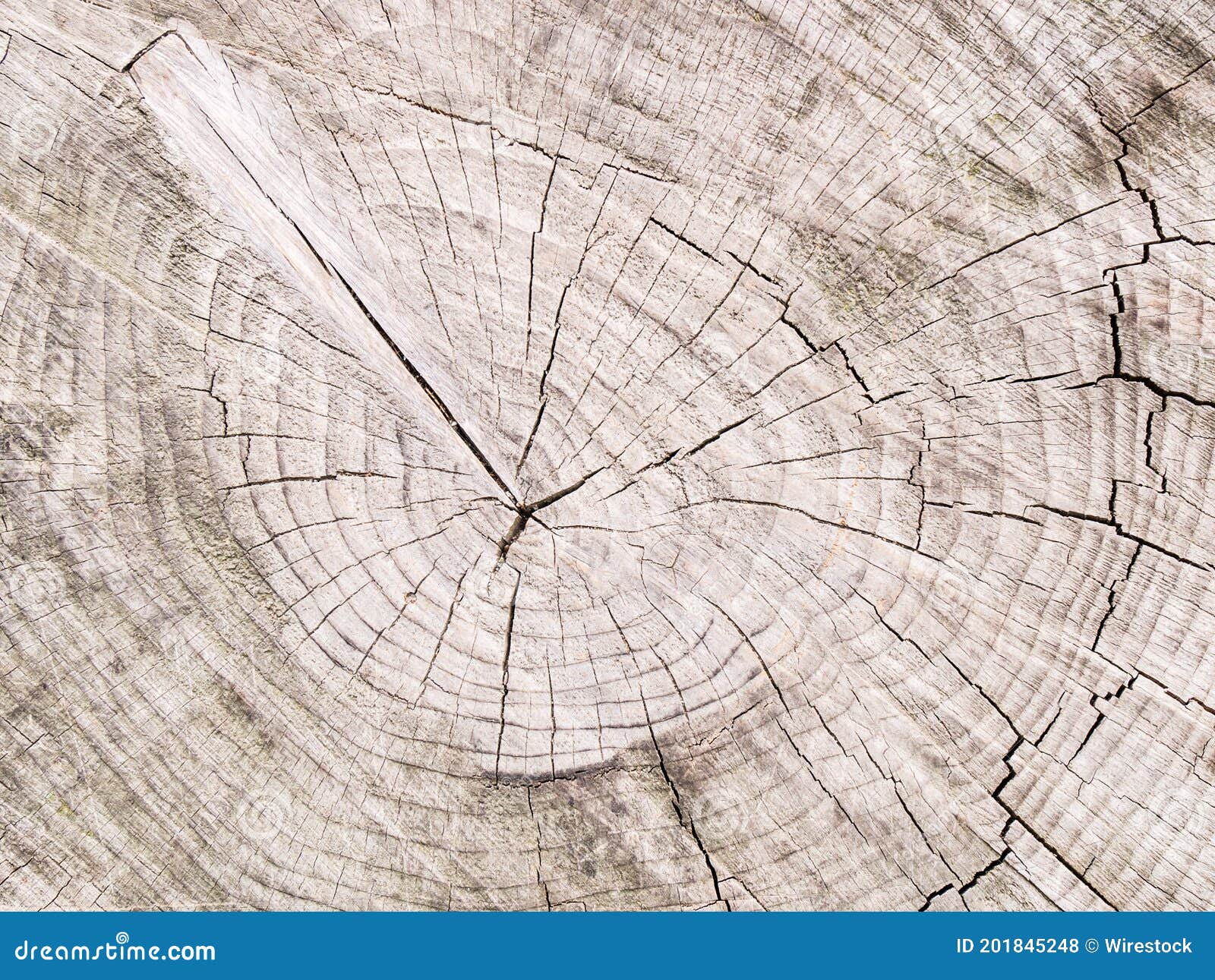 Tree Stump Texture for a Background Stock Photo - Image of stump ...