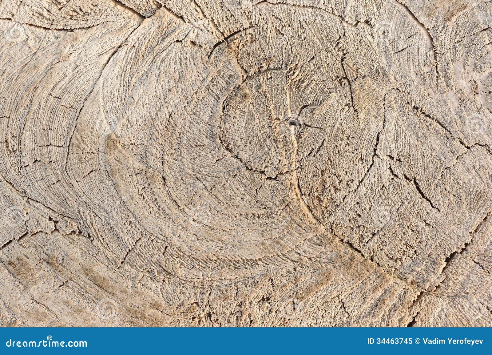 Tree Stump Texture Background Stock Image - Image of circle, plant ...