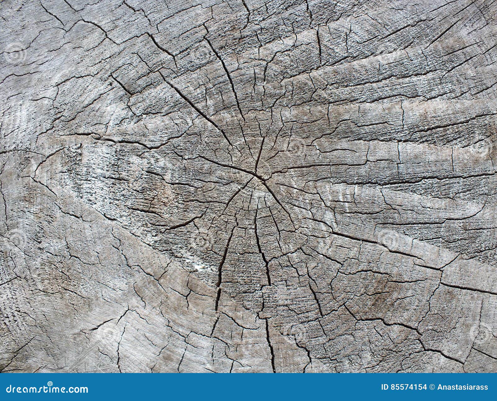 Tree Stump Texture Background. Wooden Background Stock Photo - Image of ...