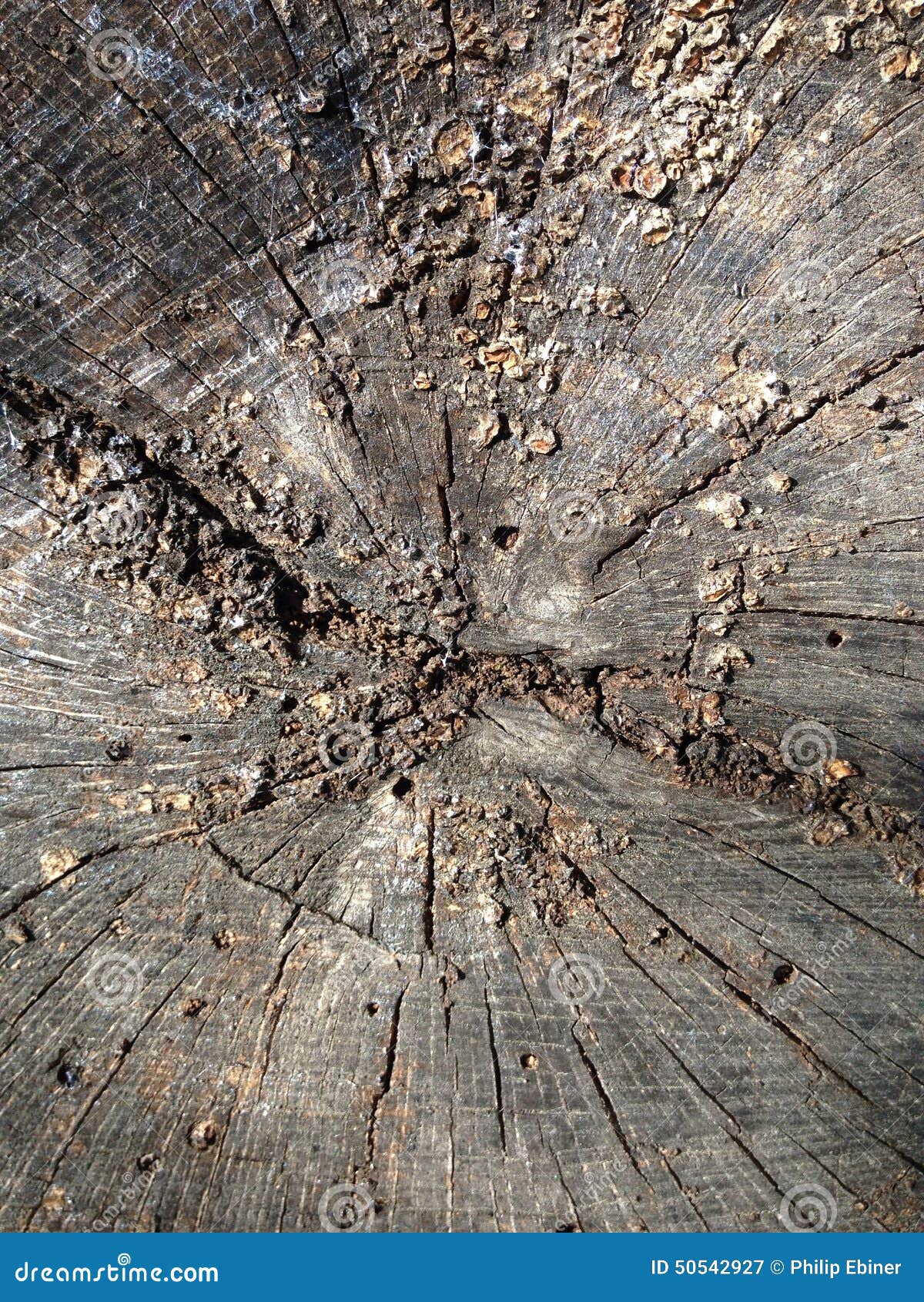 Tree stump texture stock image. Image of textures, branch - 50542927