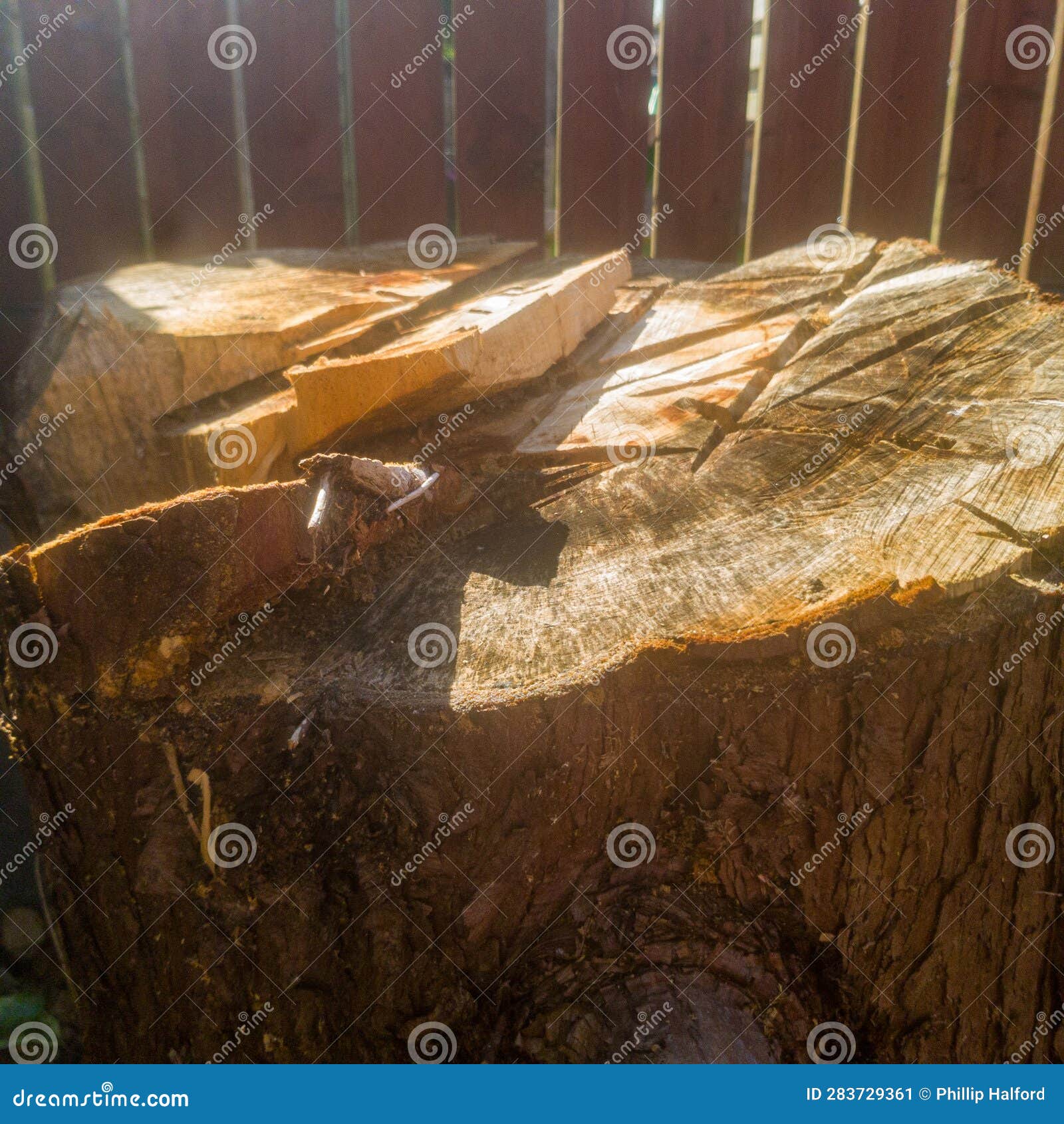 Tree Stump with Texture and Shading Stock Image - Image of texture ...