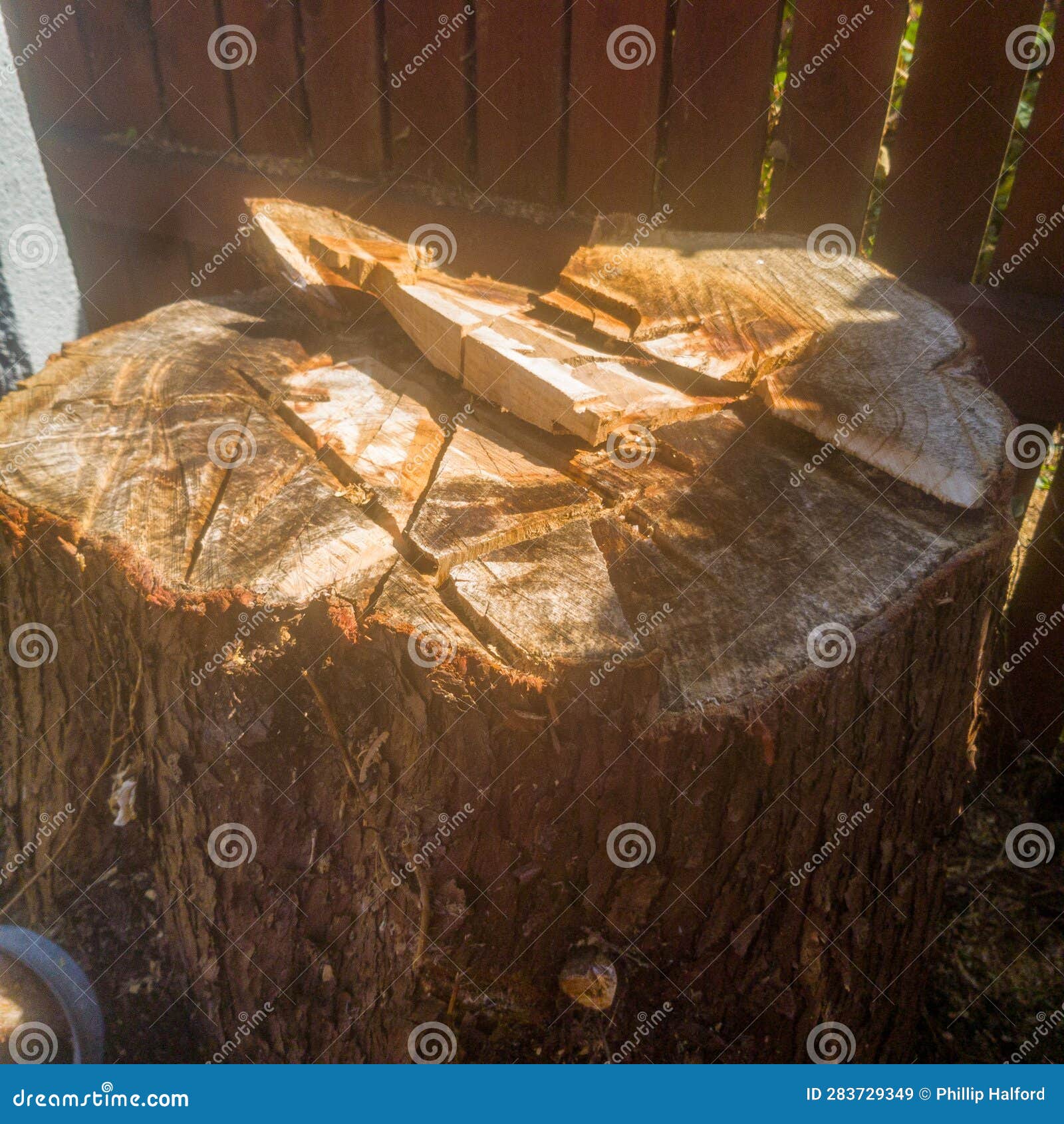 Tree Stump with Texture and Shading Stock Image - Image of tree, leaf ...