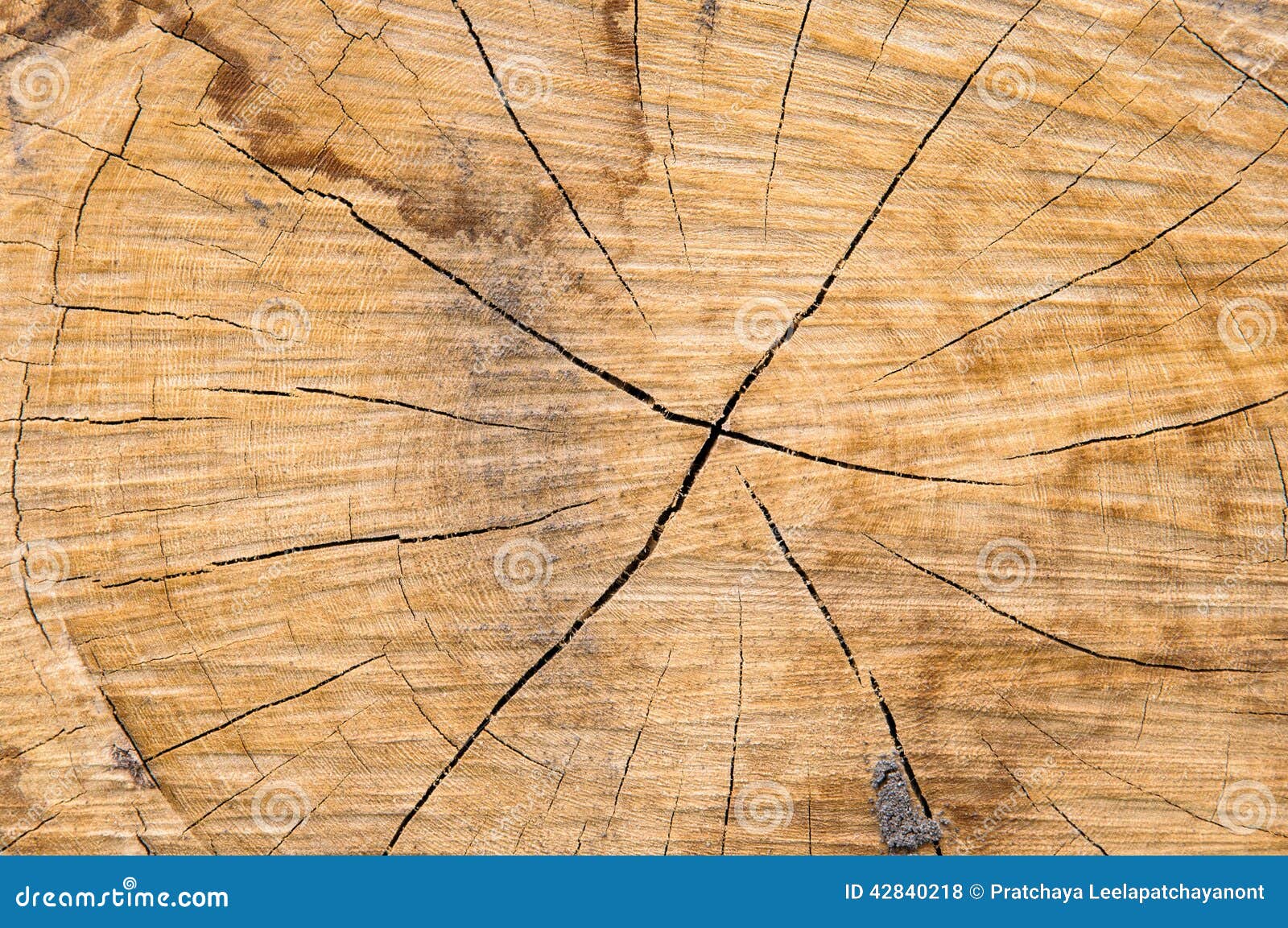 Tree stump texture stock photo. Image of bark, natural - 42840218