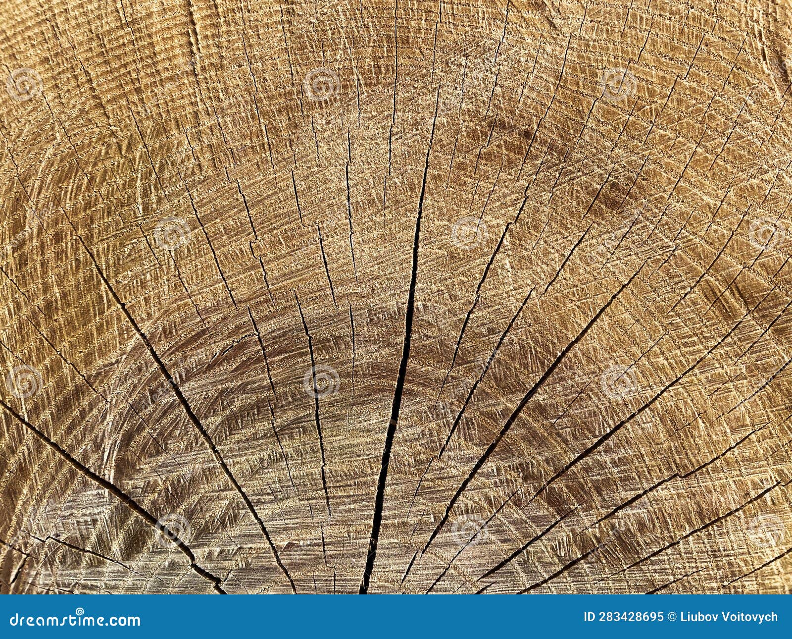 Tree stump texture stock image. Image of wood, material - 283428695
