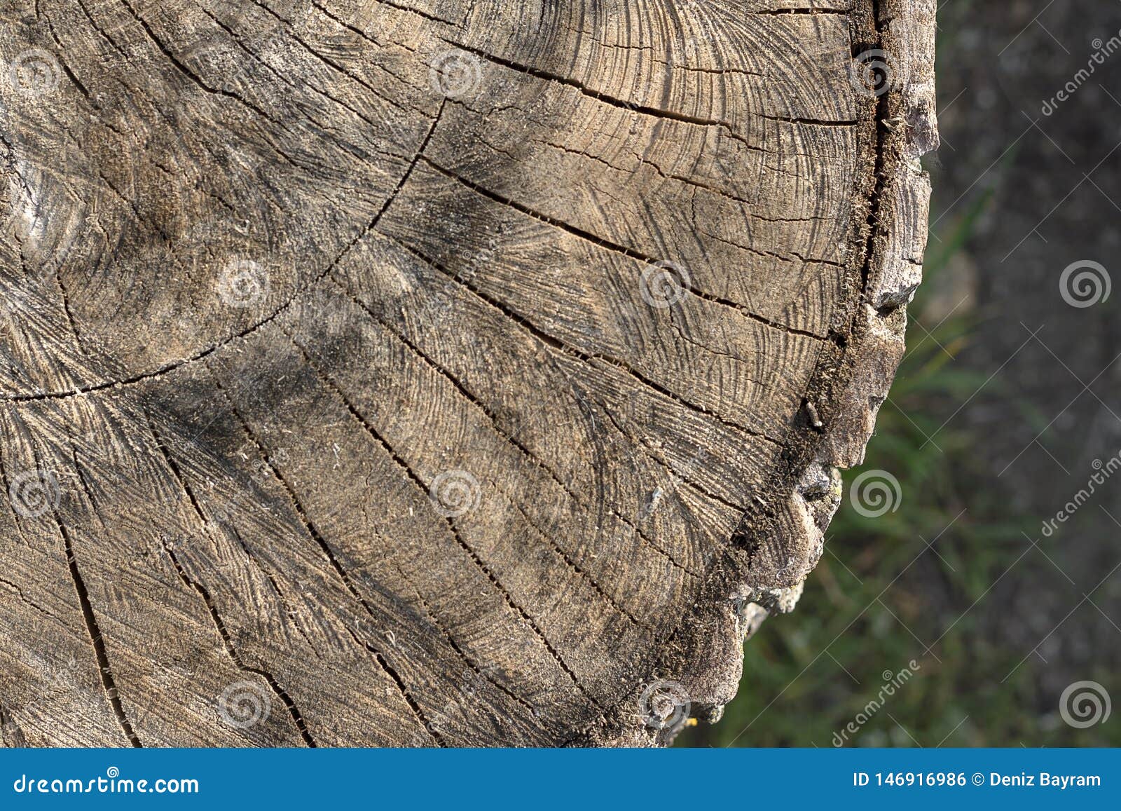 Tree Stump Texture stock photo. Image of grainy, design - 146916986