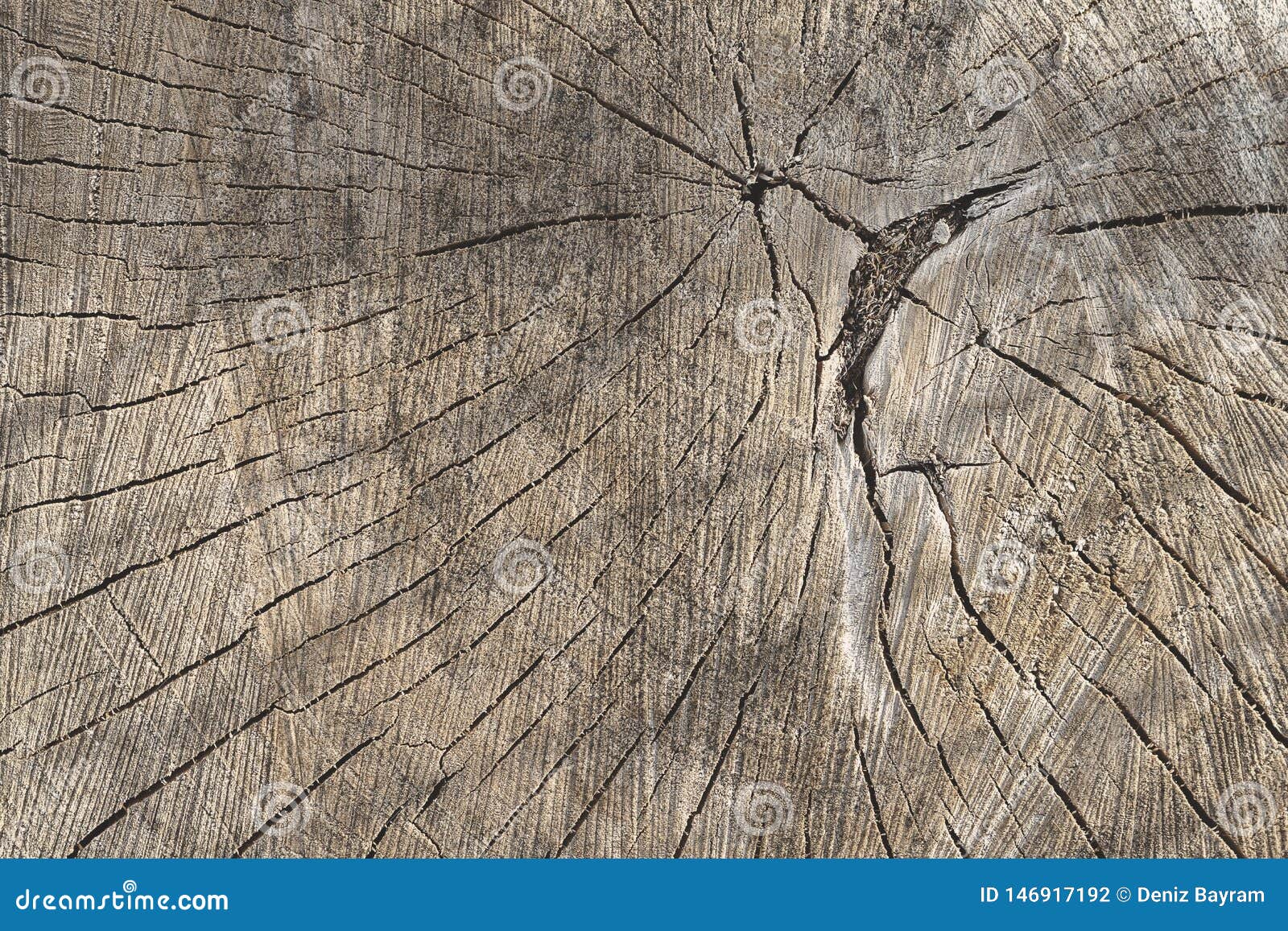 Tree Stump Texture stock photo. Image of land, gardening - 146917192