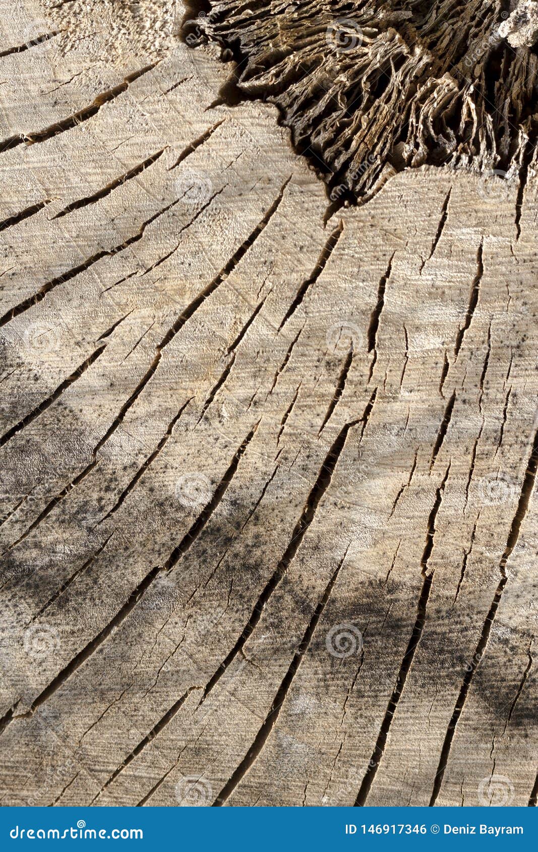 Tree Stump Texture stock photo. Image of pattern, copy - 146917346