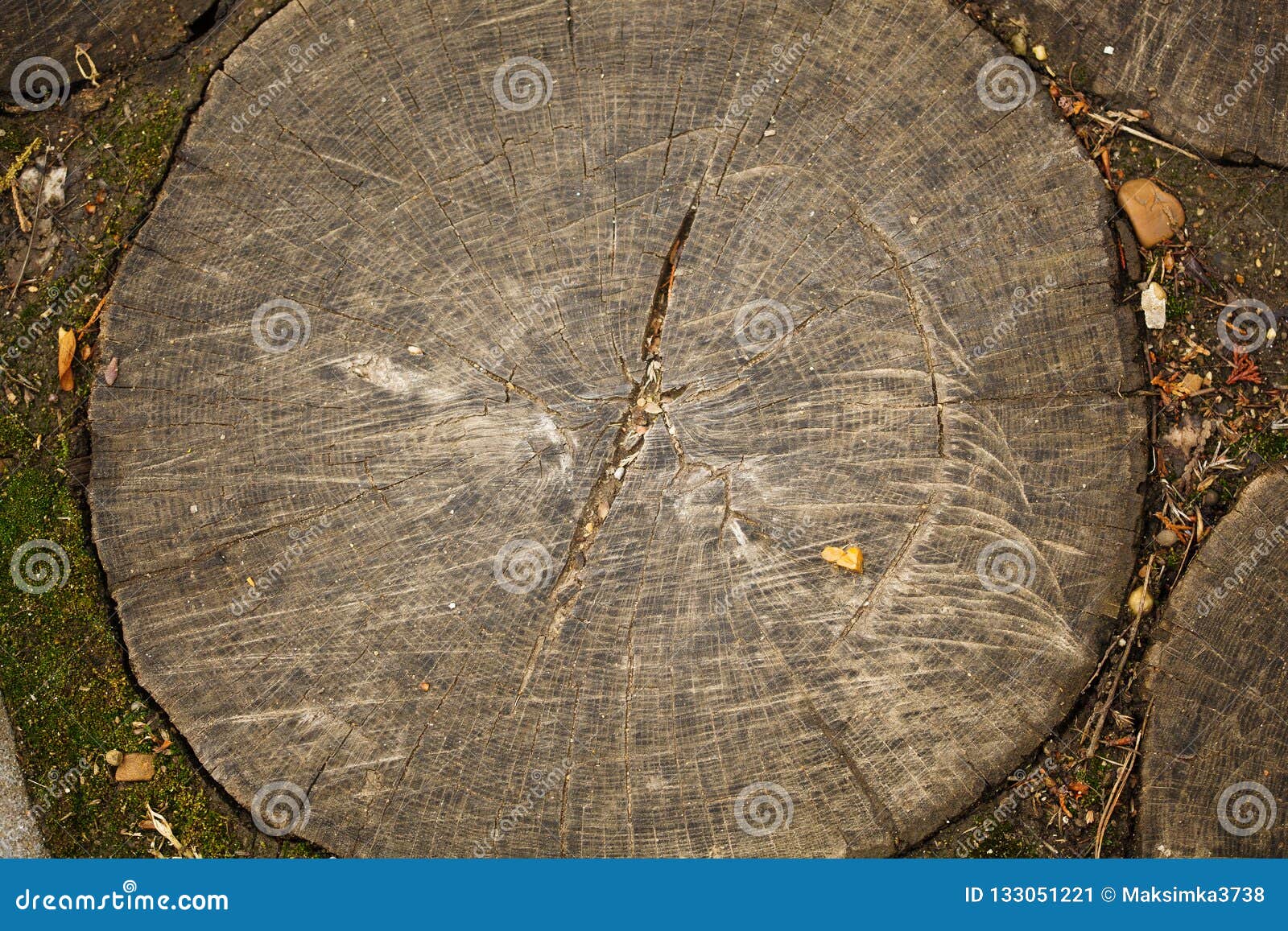 Tree stump top view. stock image. Image of rings, gardening - 133051221