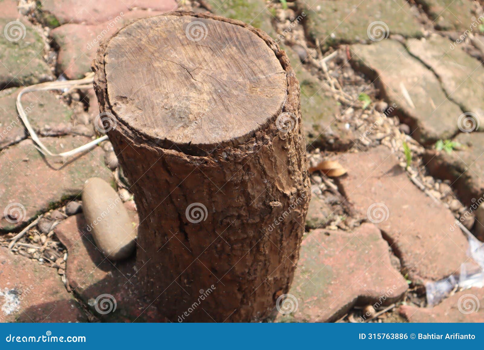 Tree stump stock photo. Image of rock, iron, nature - 315763886