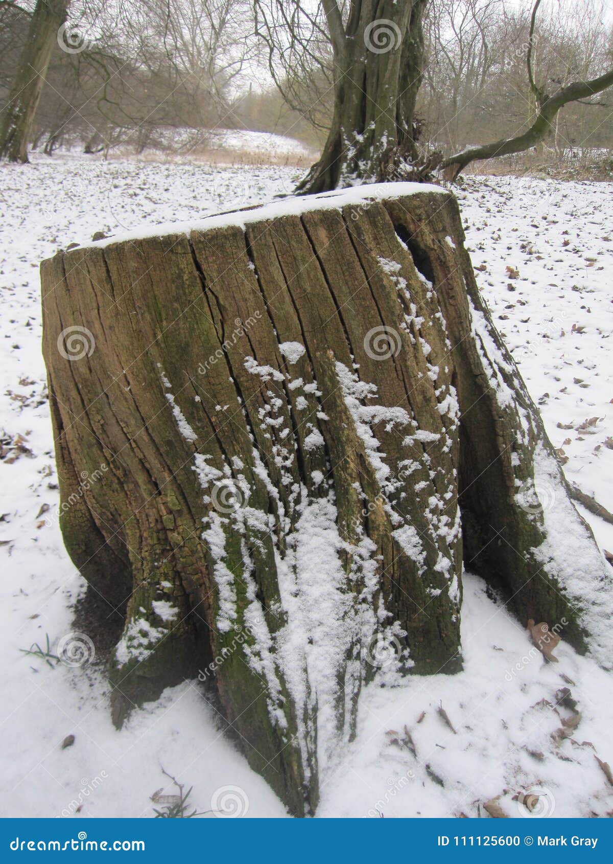 Tree Stump stock photo. Image of snow, winter, tree - 111125600