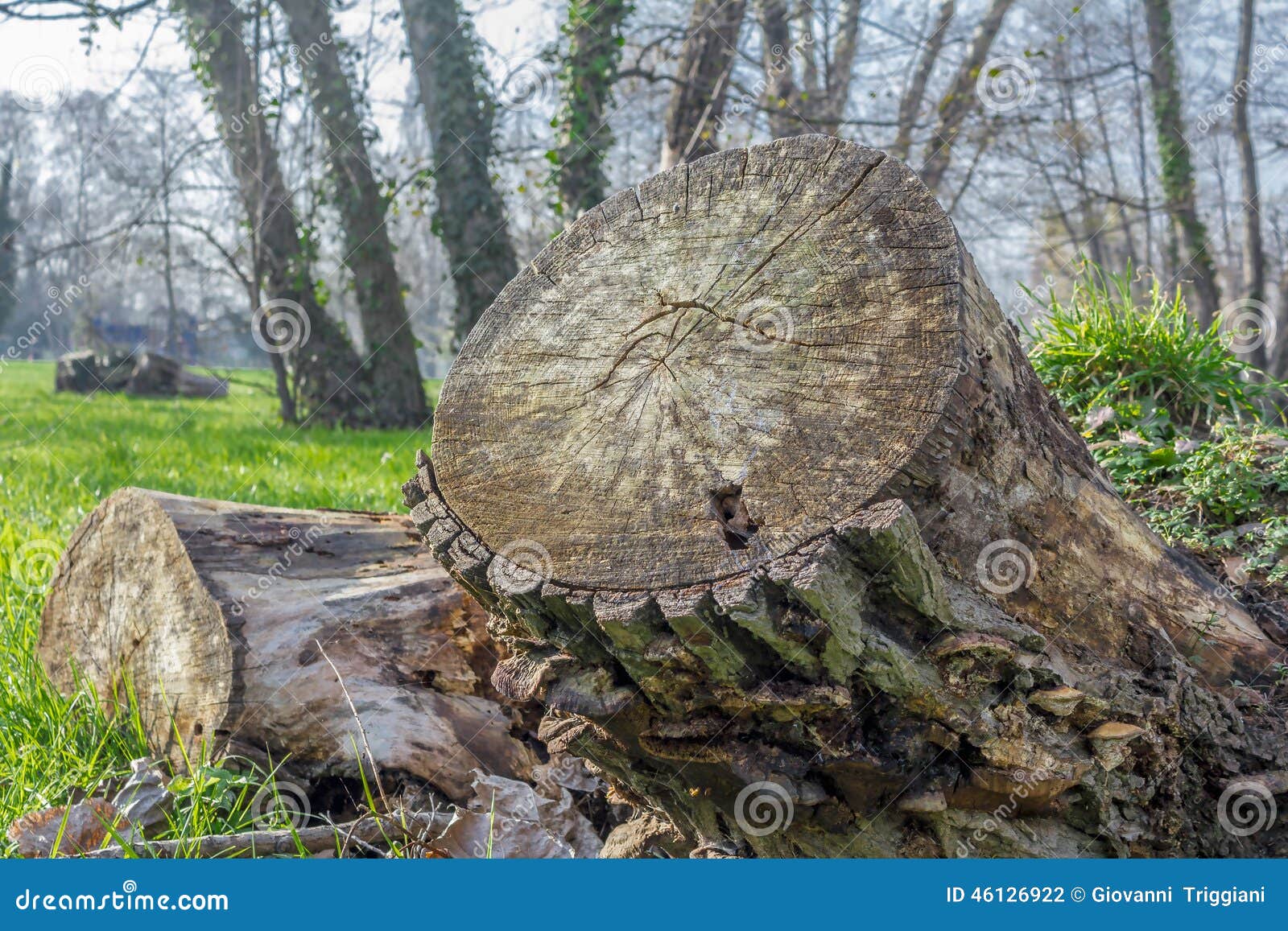 Tree Stump, Trunk in Forest. Stock Photo - Image of wood, garden: 46126922