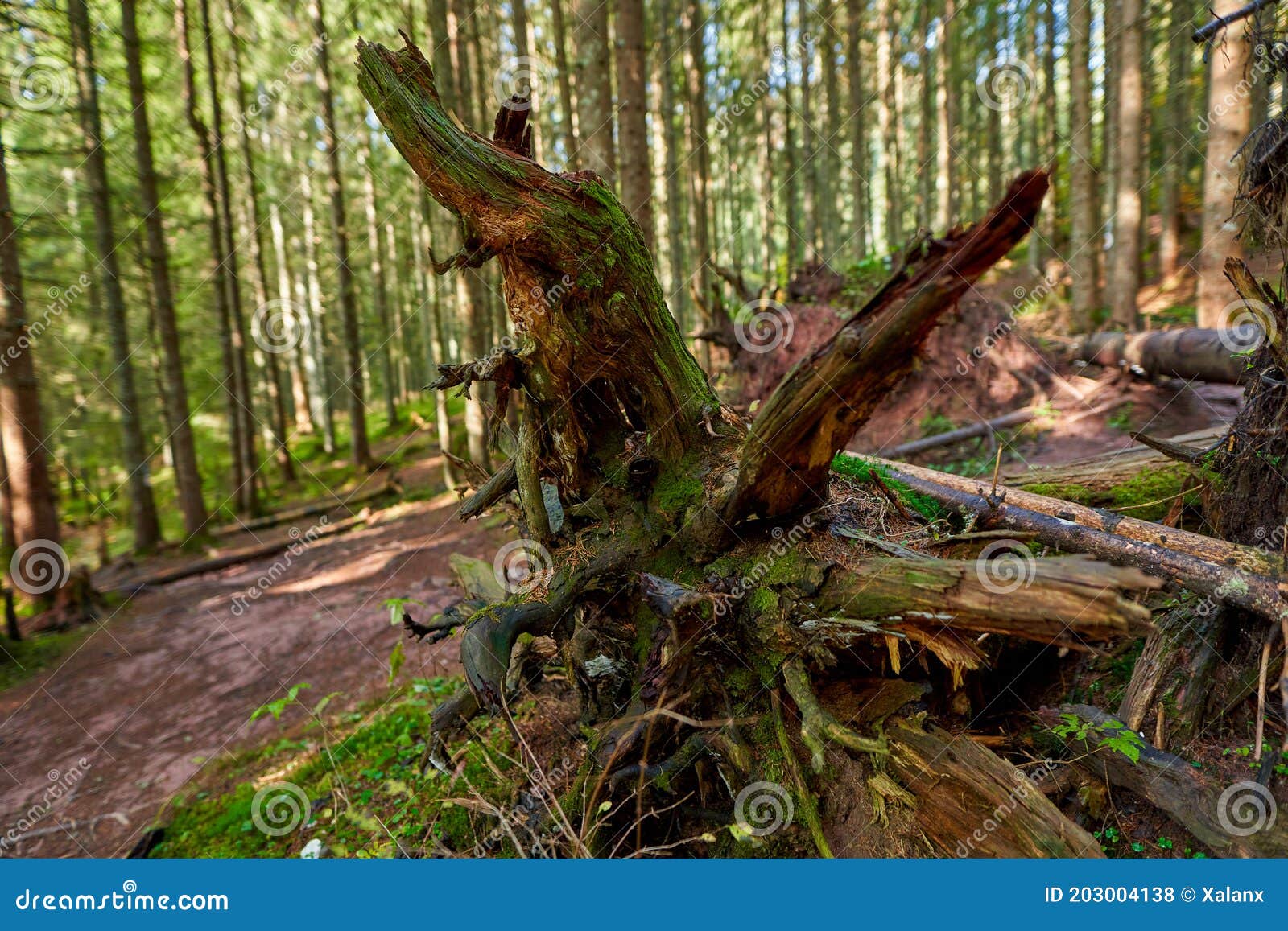 Tree stump uprooted stock photo. Image of scenic, green - 203004138
