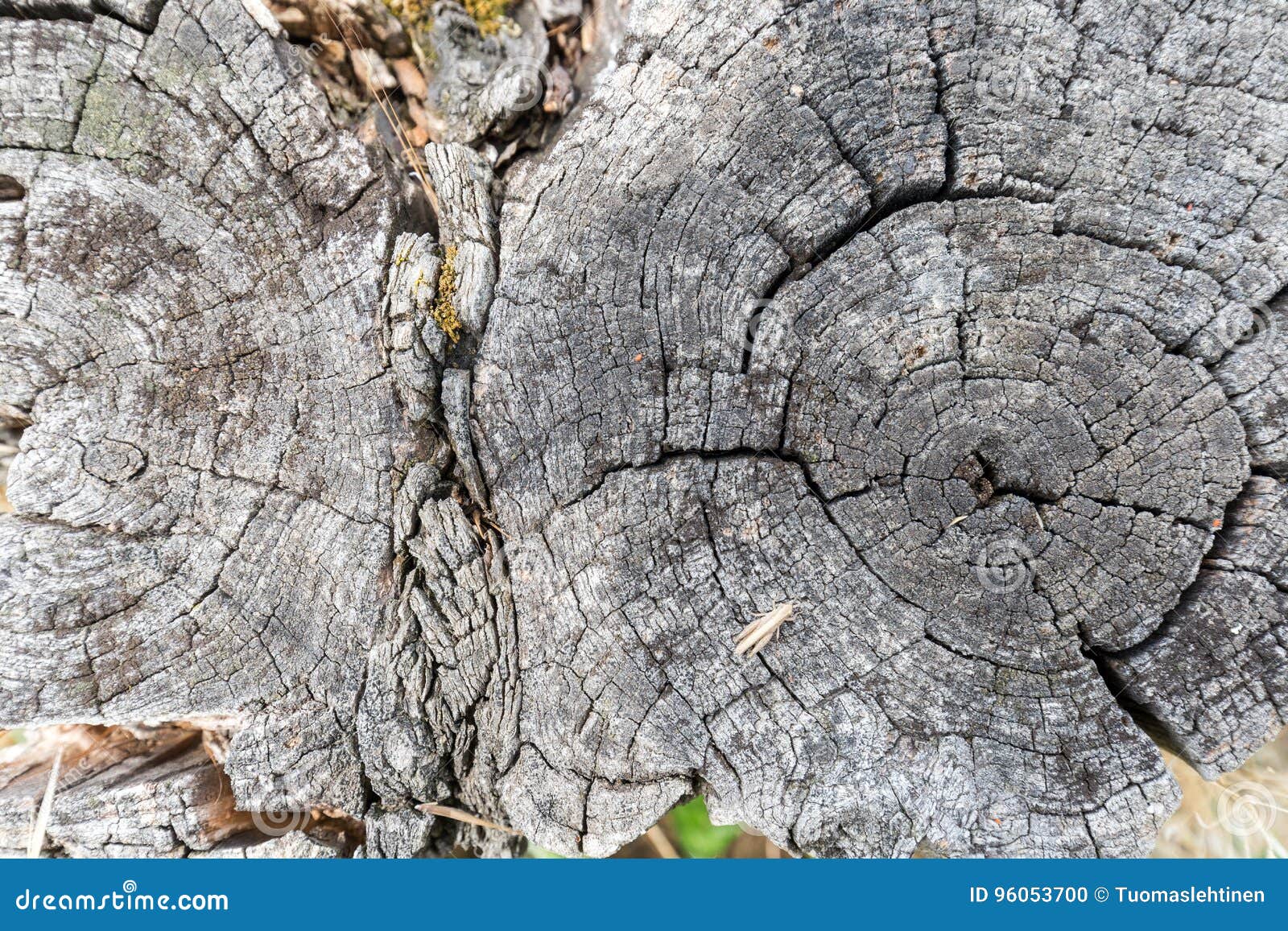Tree Stump Viewed from Above Stock Photo - Image of tree, nature: 96053700