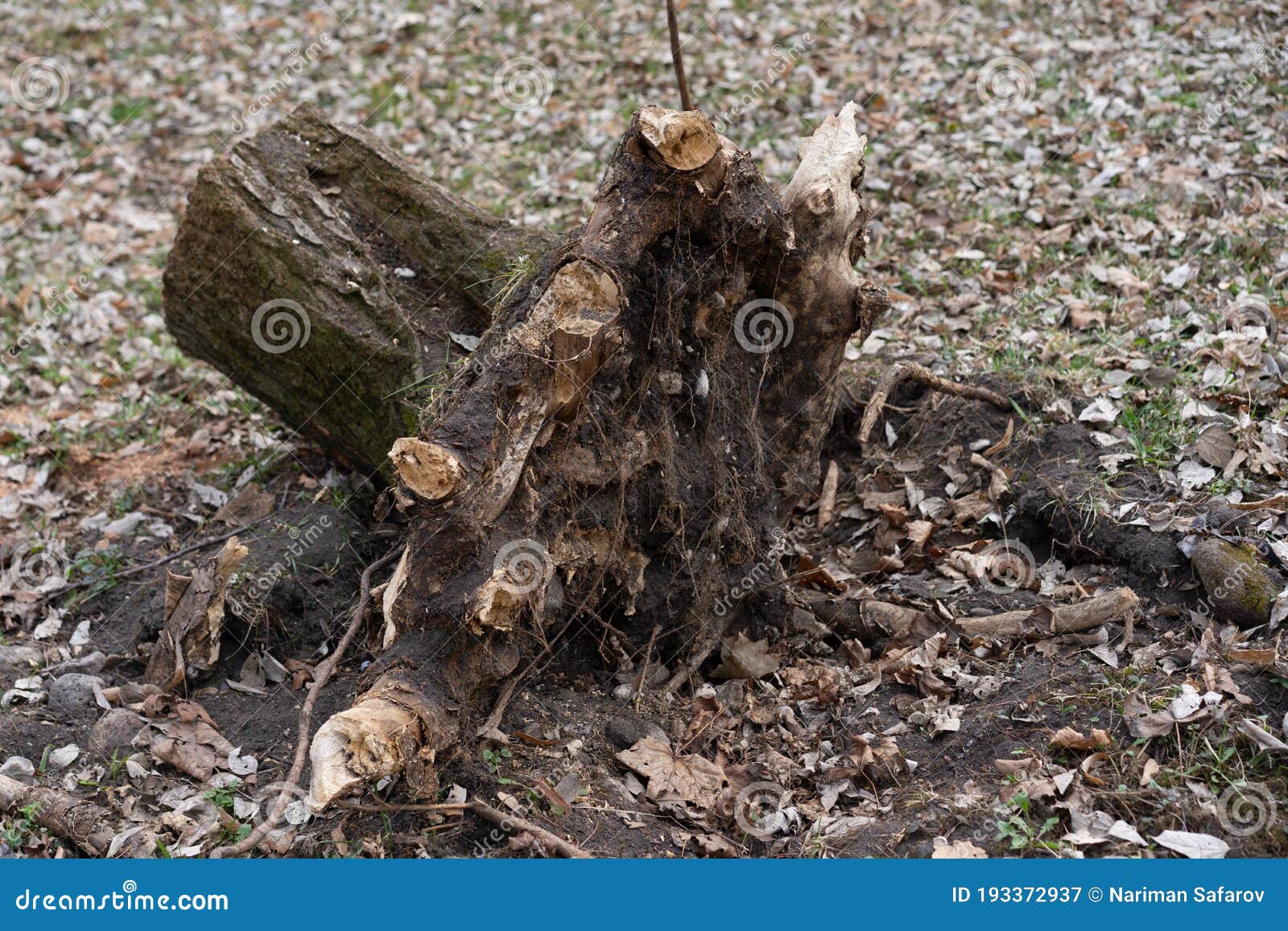 The Tree Stump Was Uprooted from the Ground Stock Image - Image of ...